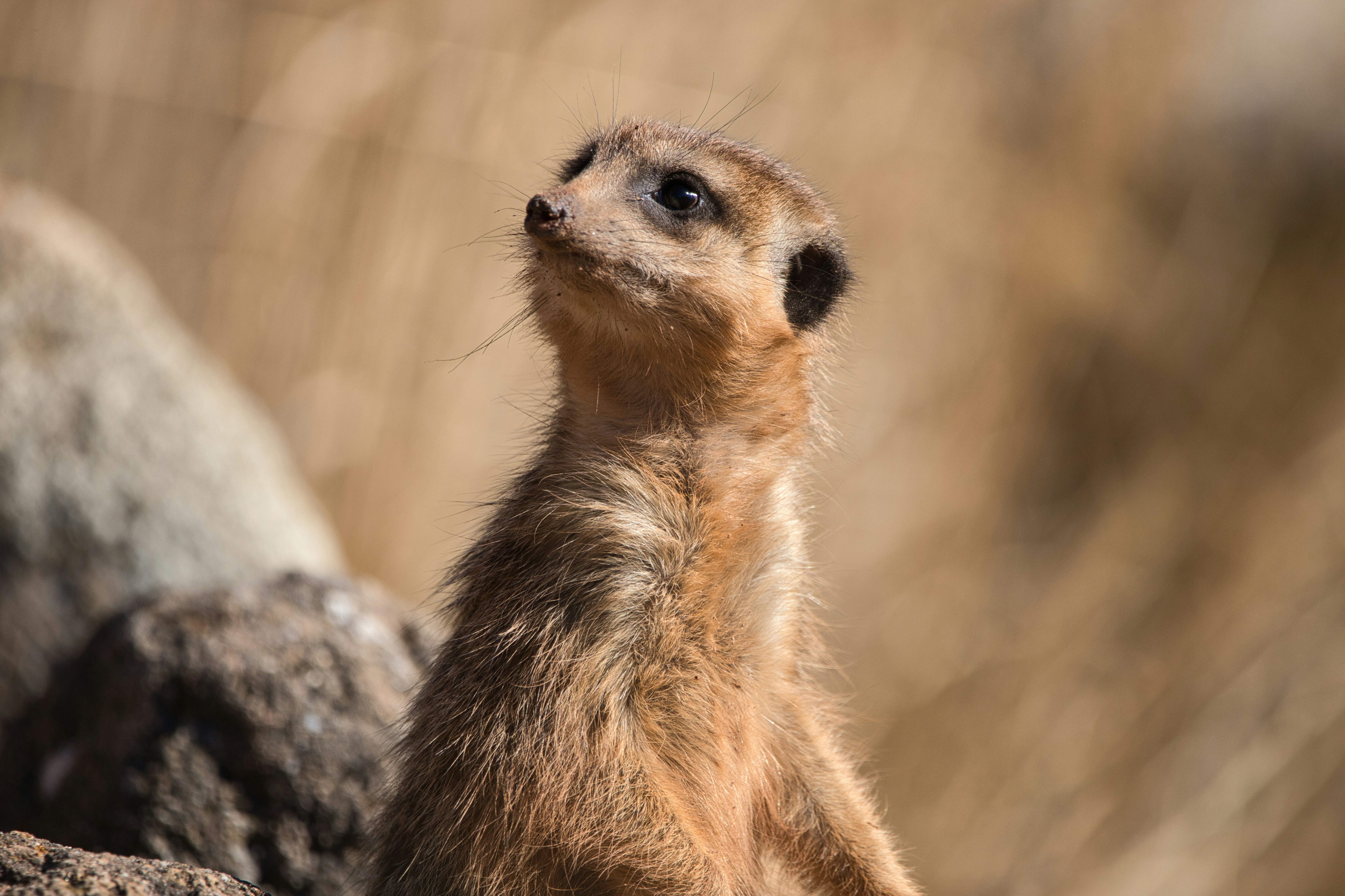 Curious Ground Squirrel Peering Between Warm Tones