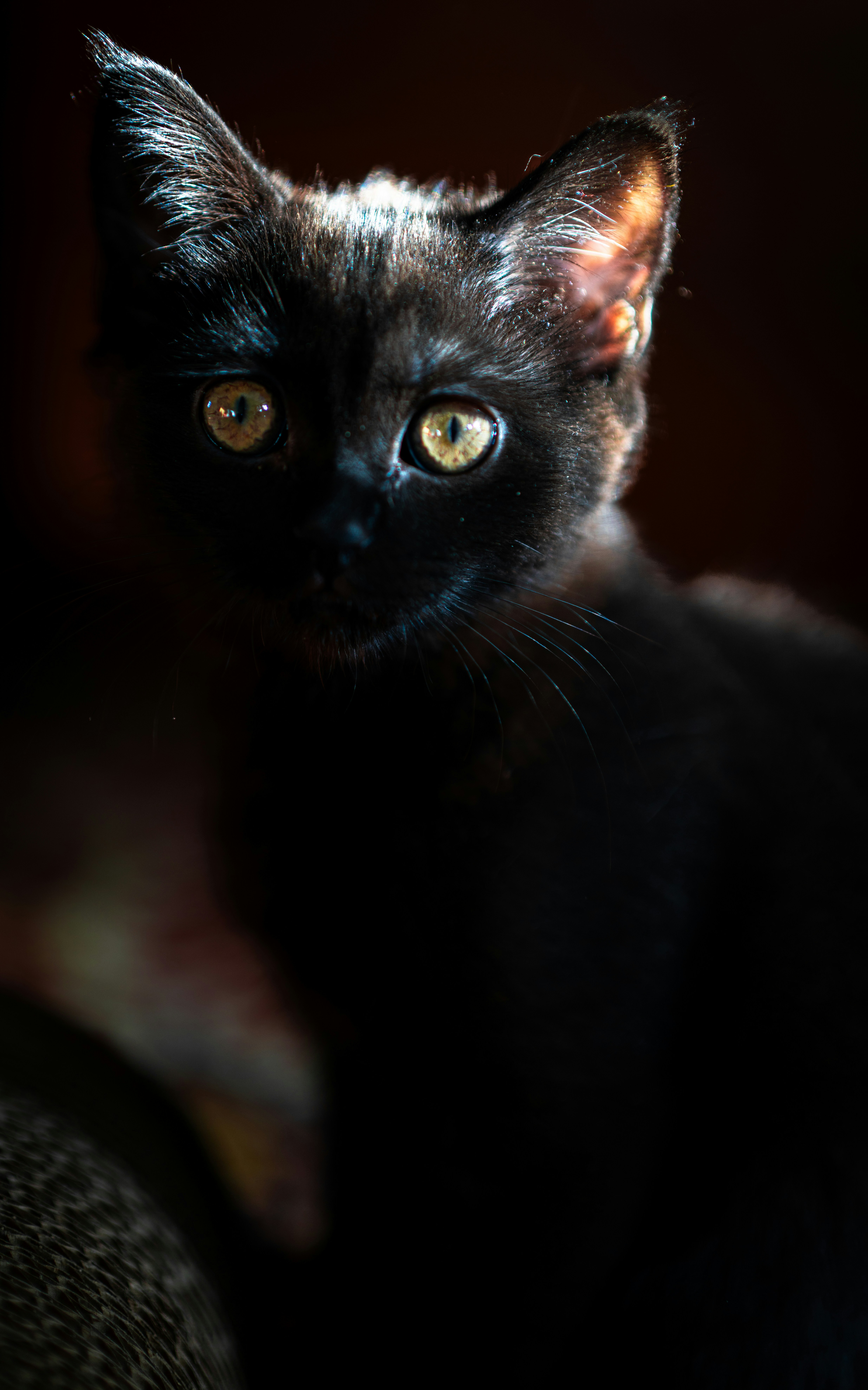 Midnight Whiskers: An Almost-Glowing Black Cat