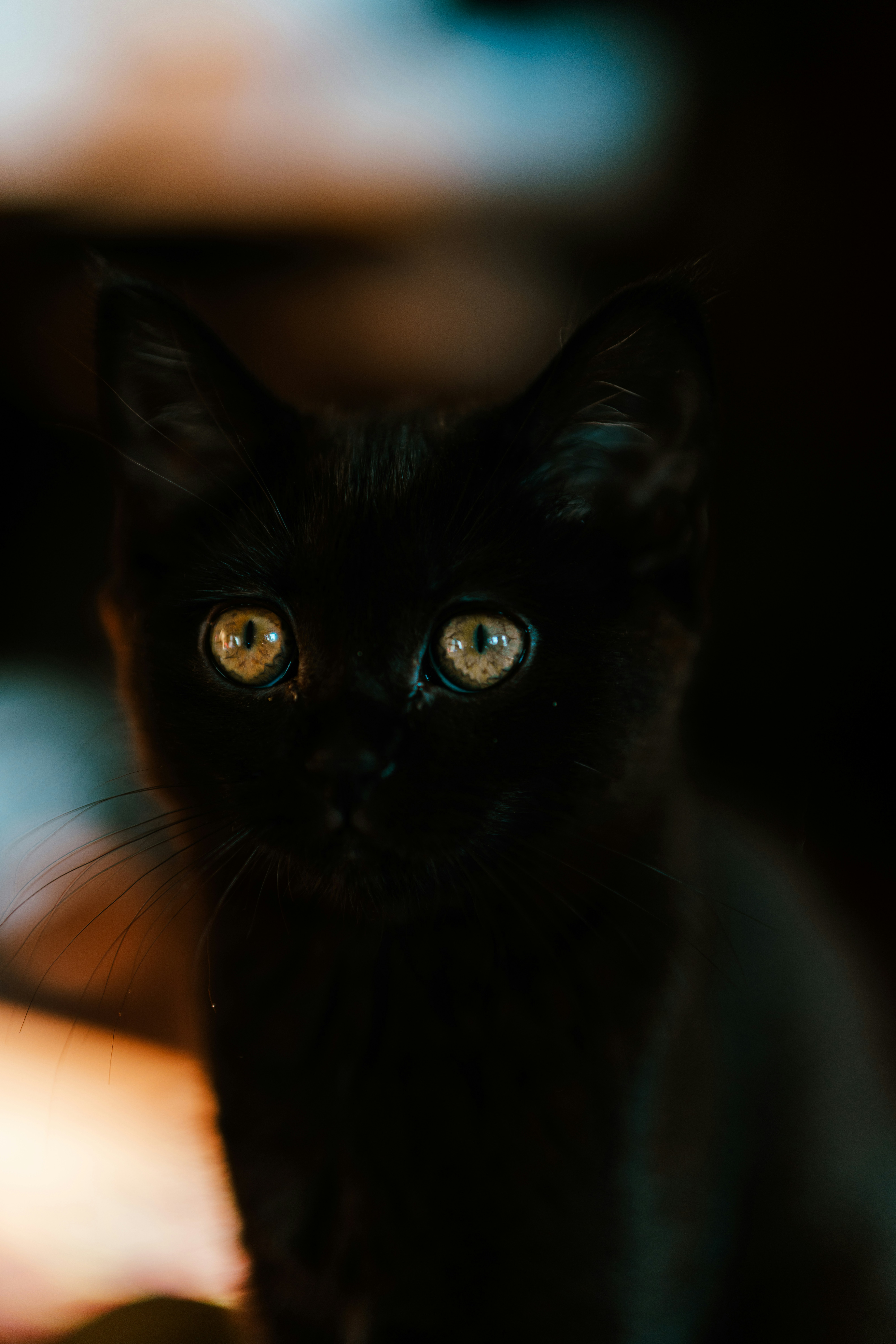 Eyes in the Shadow: A Black Cat's Quiet Gaze
