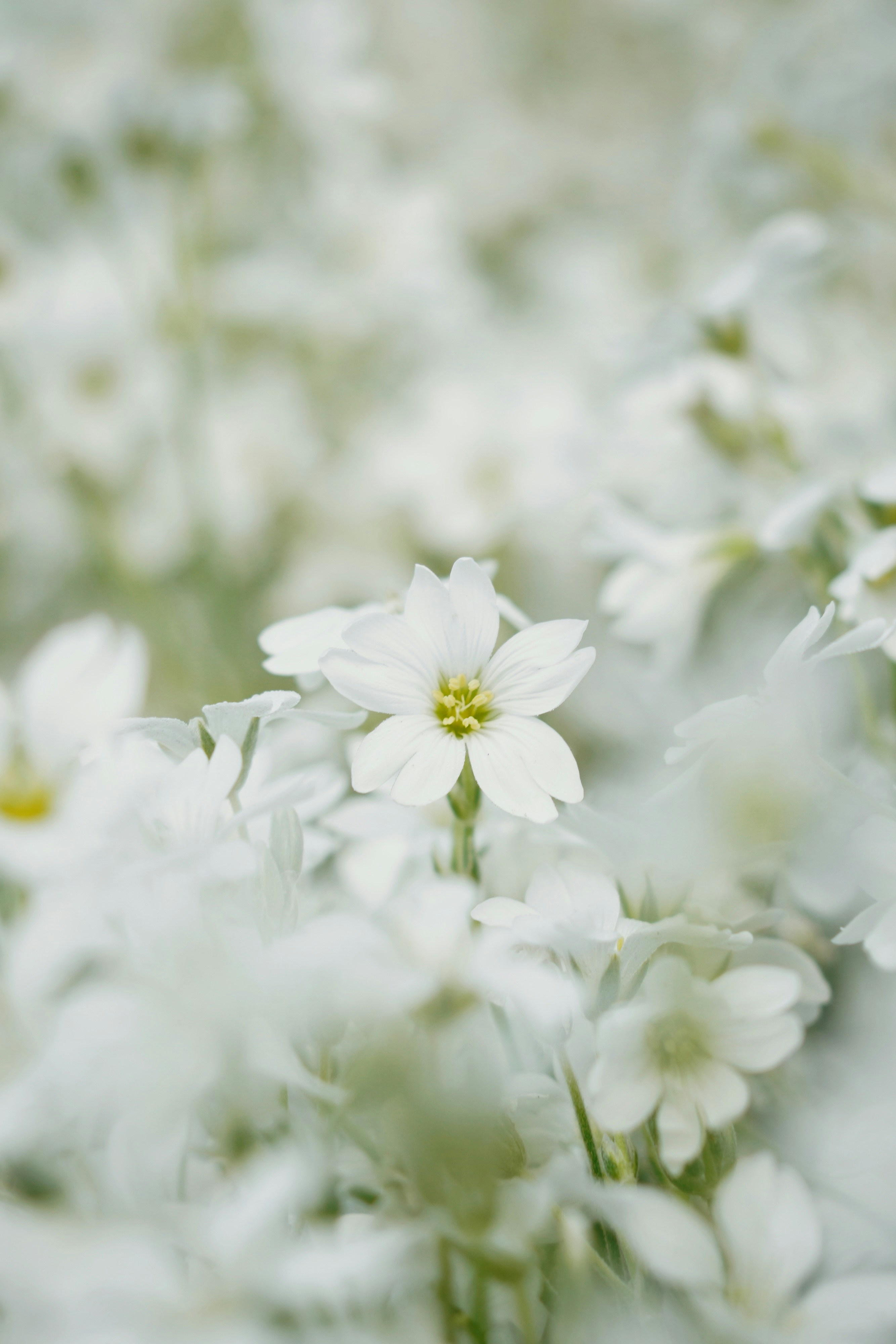 Central Bloom: A Quiet Meadow’s White Flower in Soft Focus
