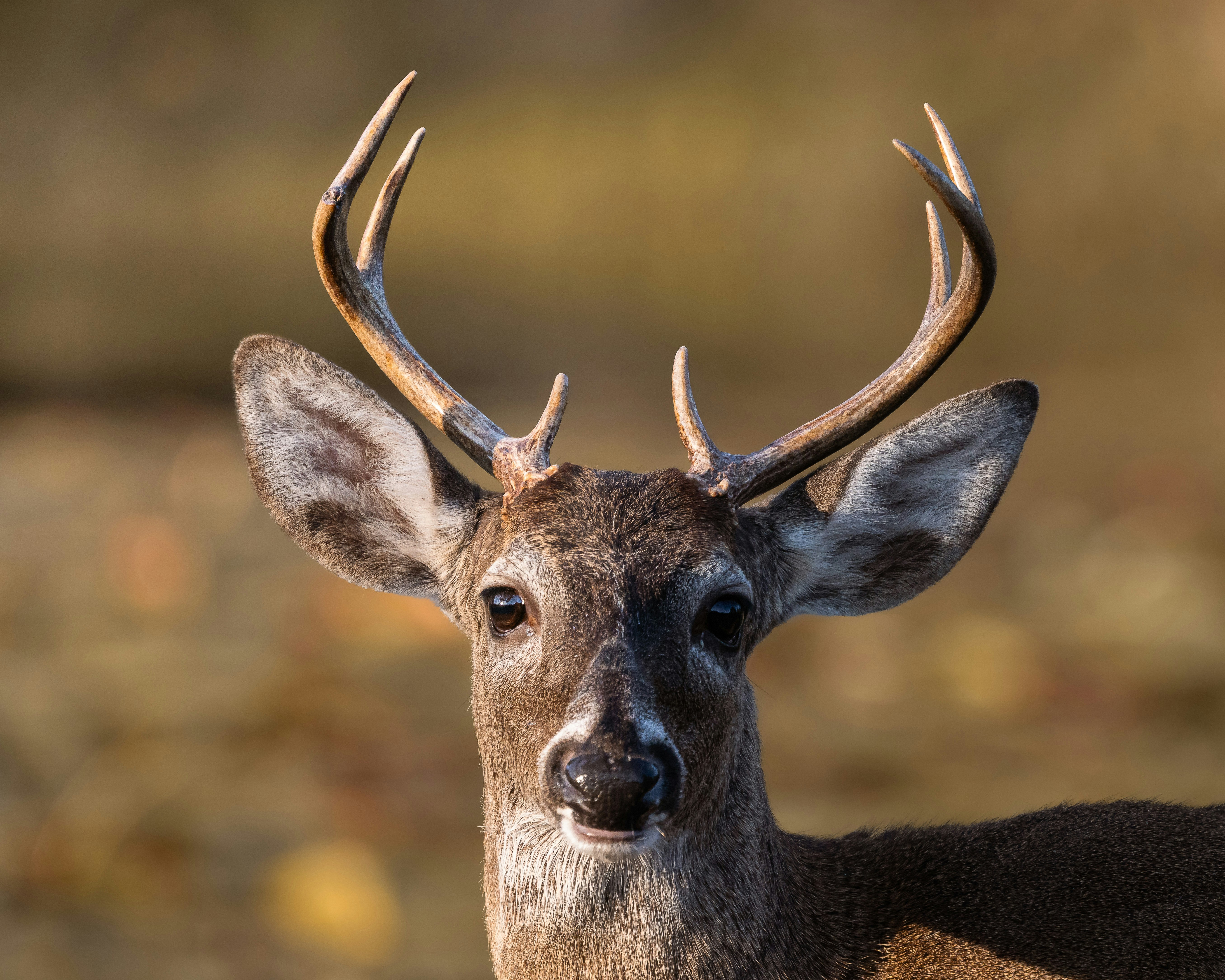 Antlered Quiet: A Stately Deer Gaze in Autumn Light