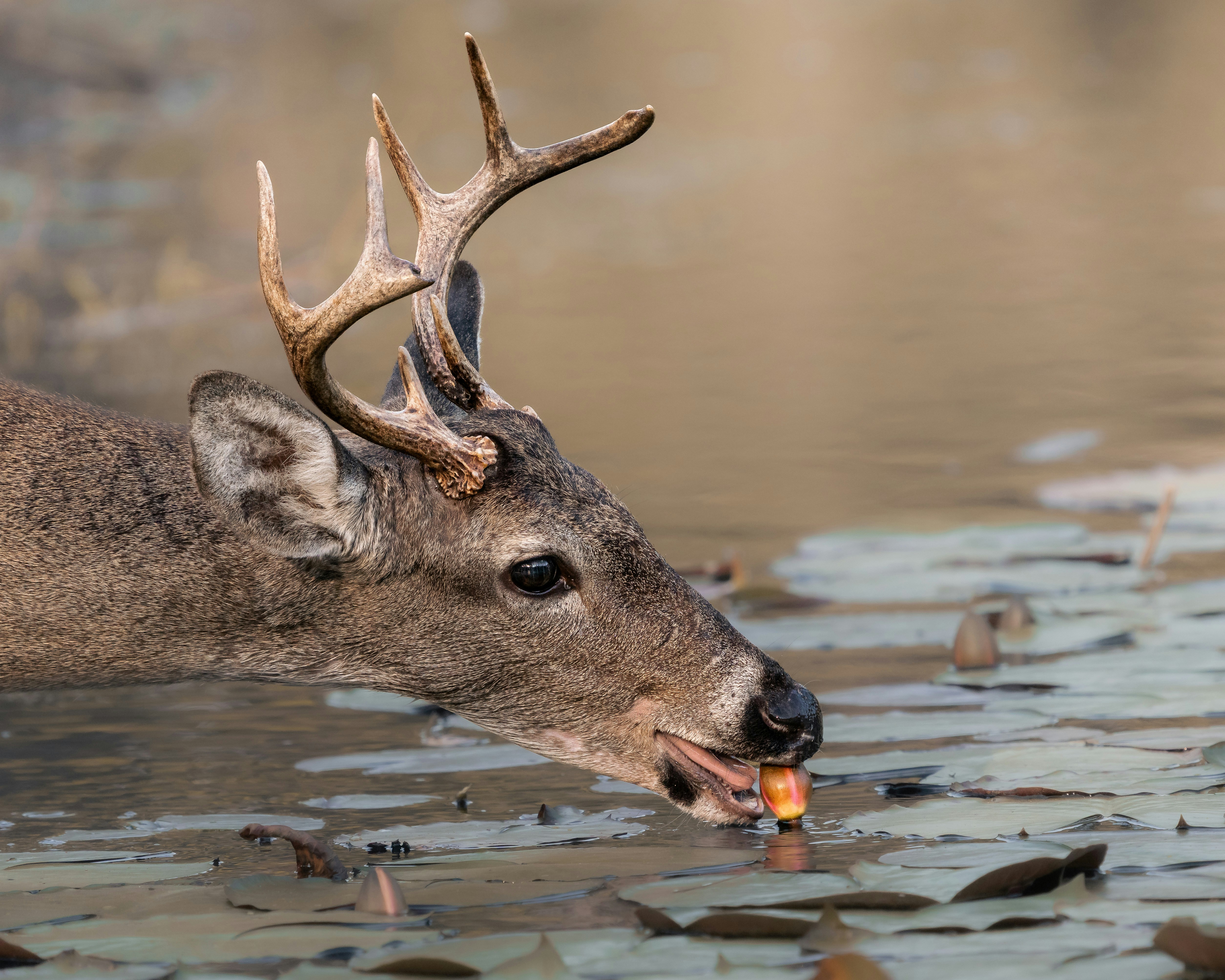 Antlered Reflections: Deer in Quiet Water