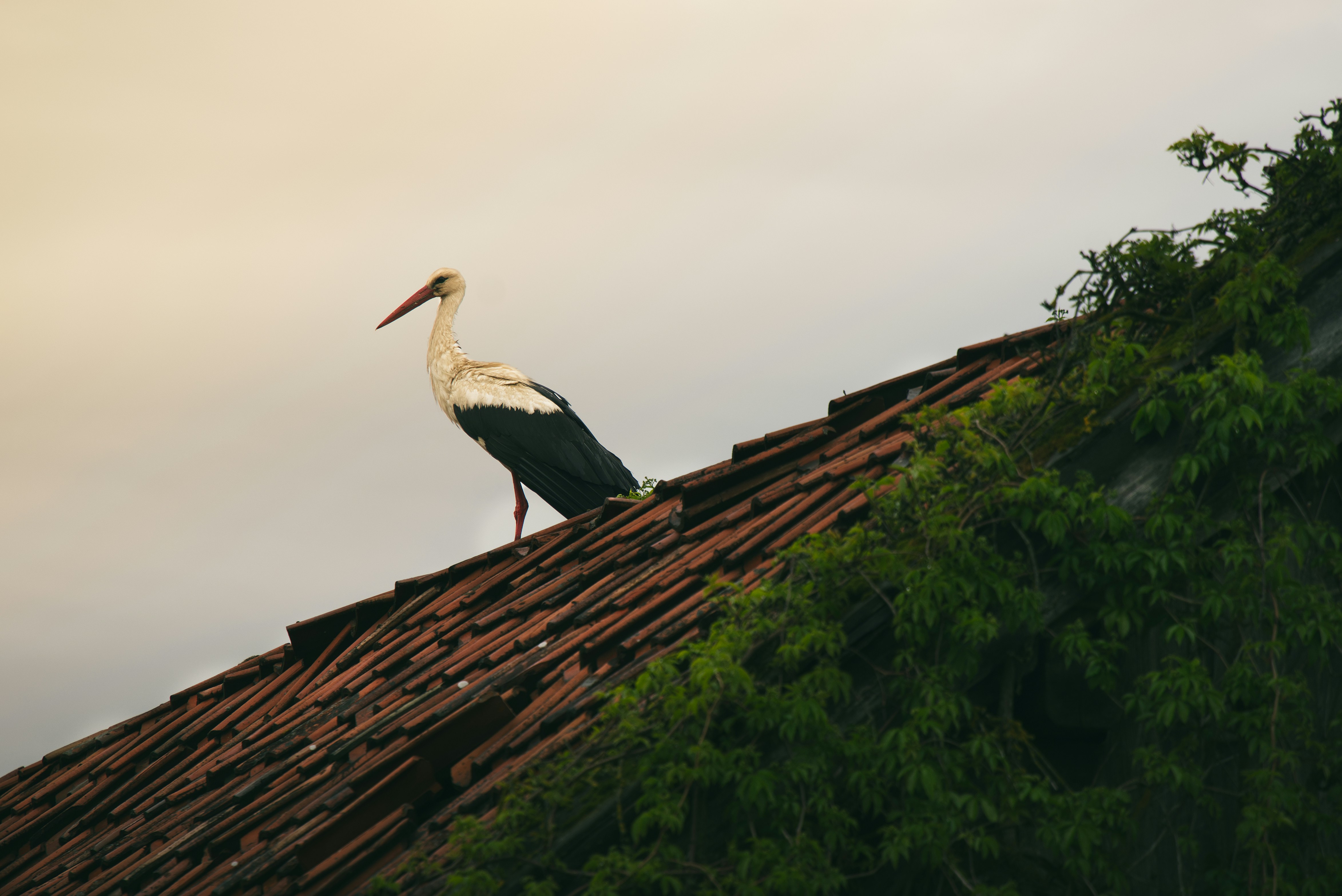 Streak-Feathered Sentinel on Red-Tiled Roof