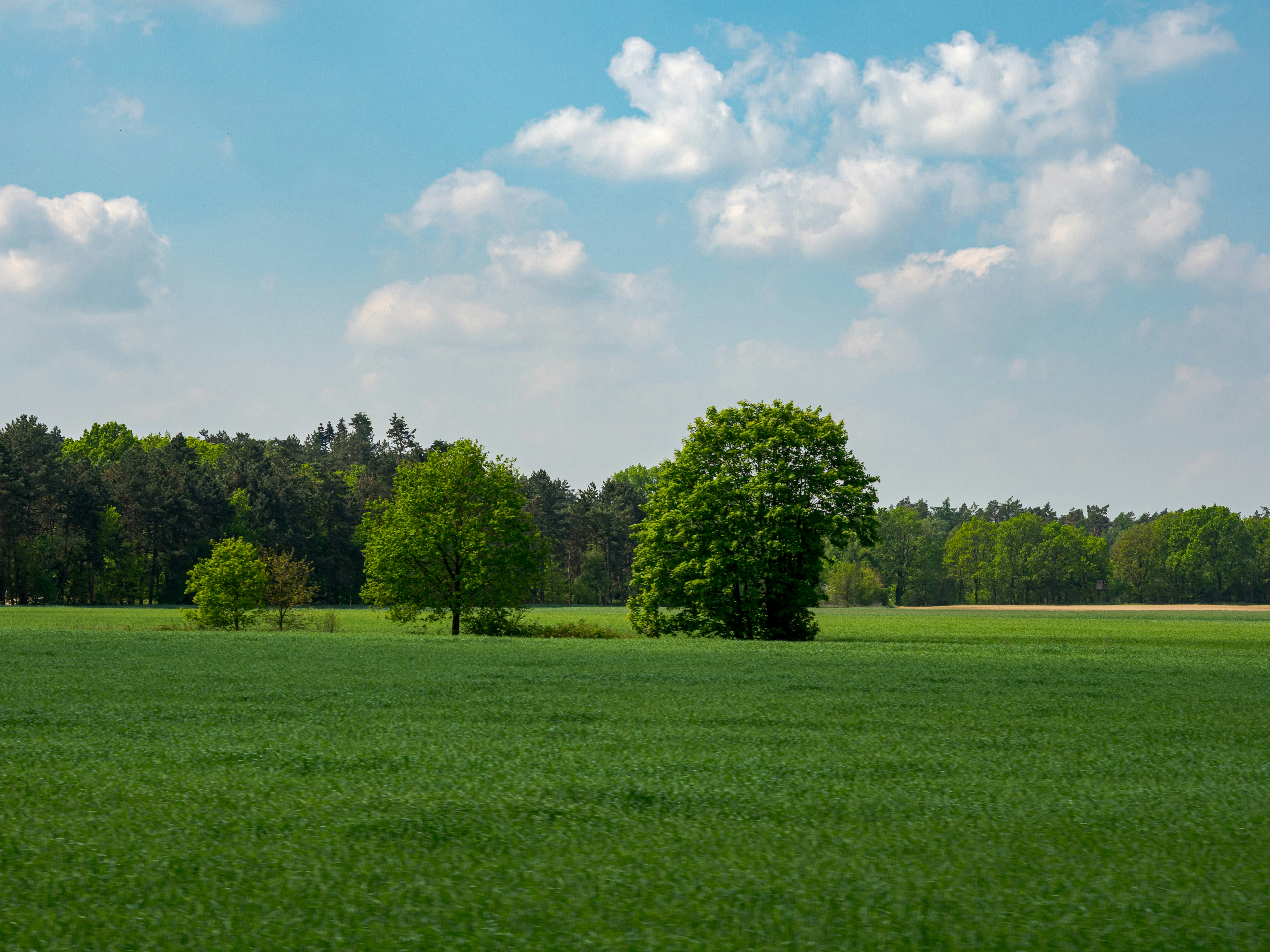 Lonely Tree in an Open Green Field