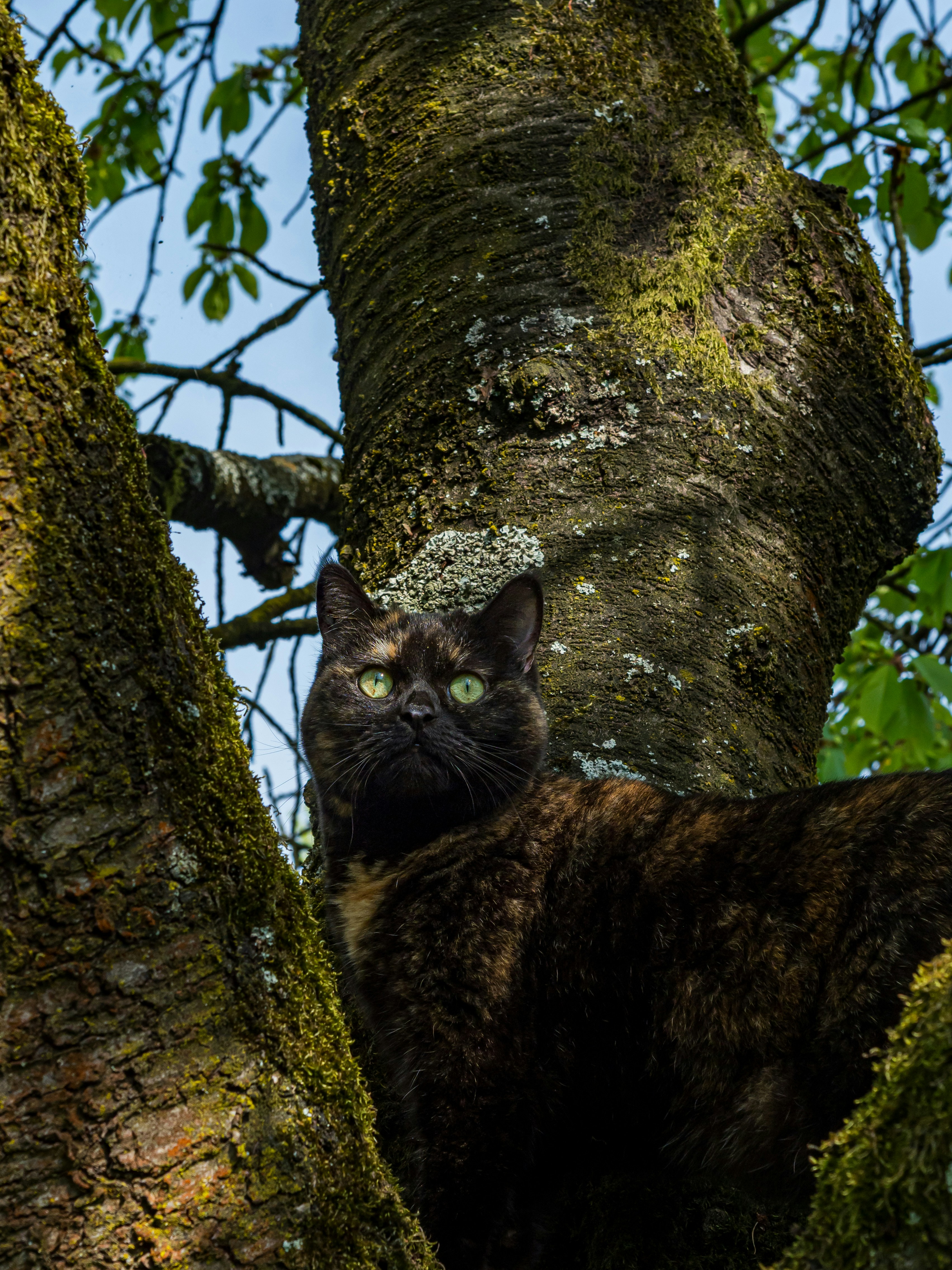 Emerald Gaze in the Bark Fortress