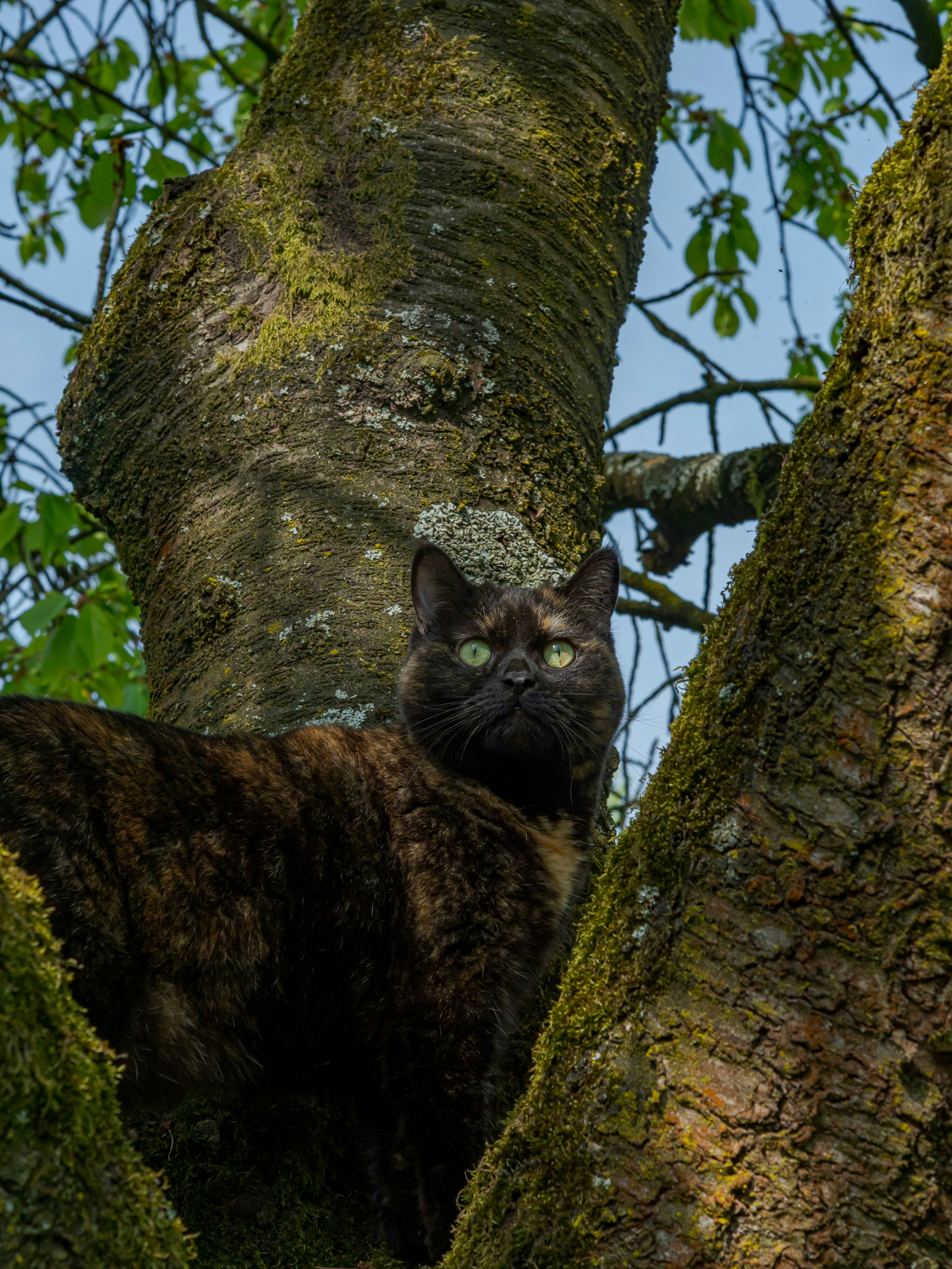 Green-eyed Observer in the Bark Nest