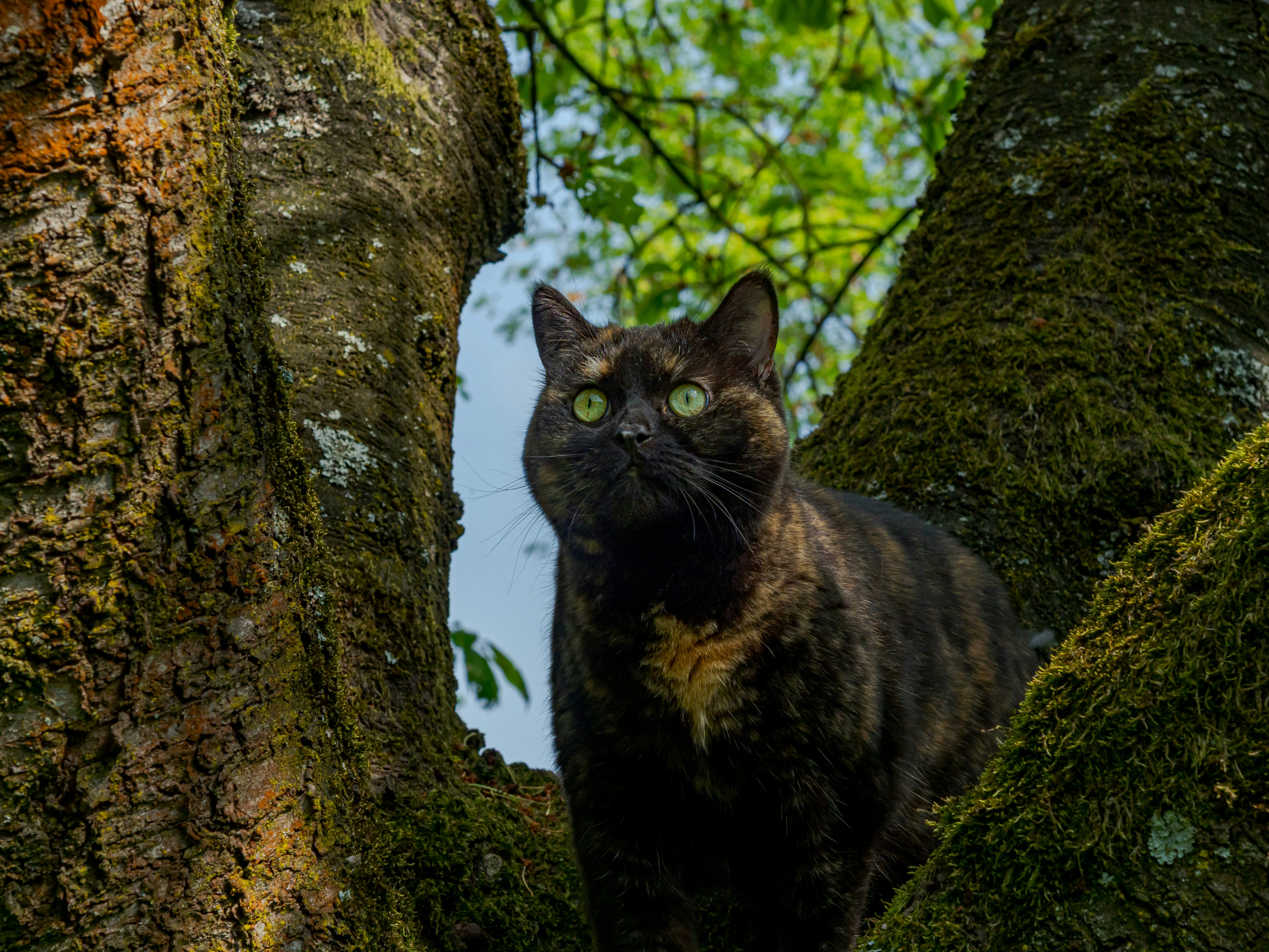 Curious Feline Amid Moss-Cloaked trunks