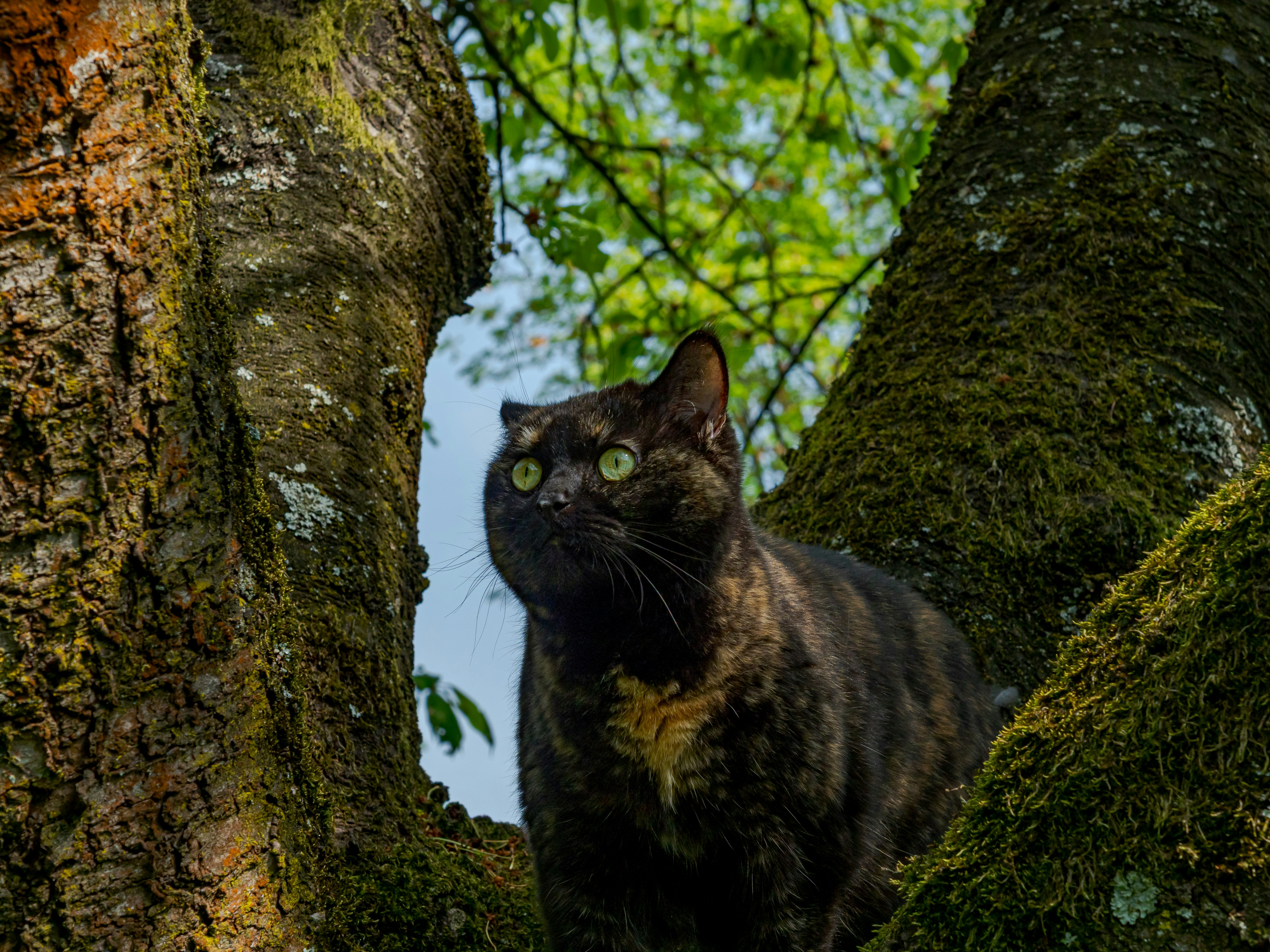 Cat Amid Mossy Trunks: A Curious Glimpse in the canopy