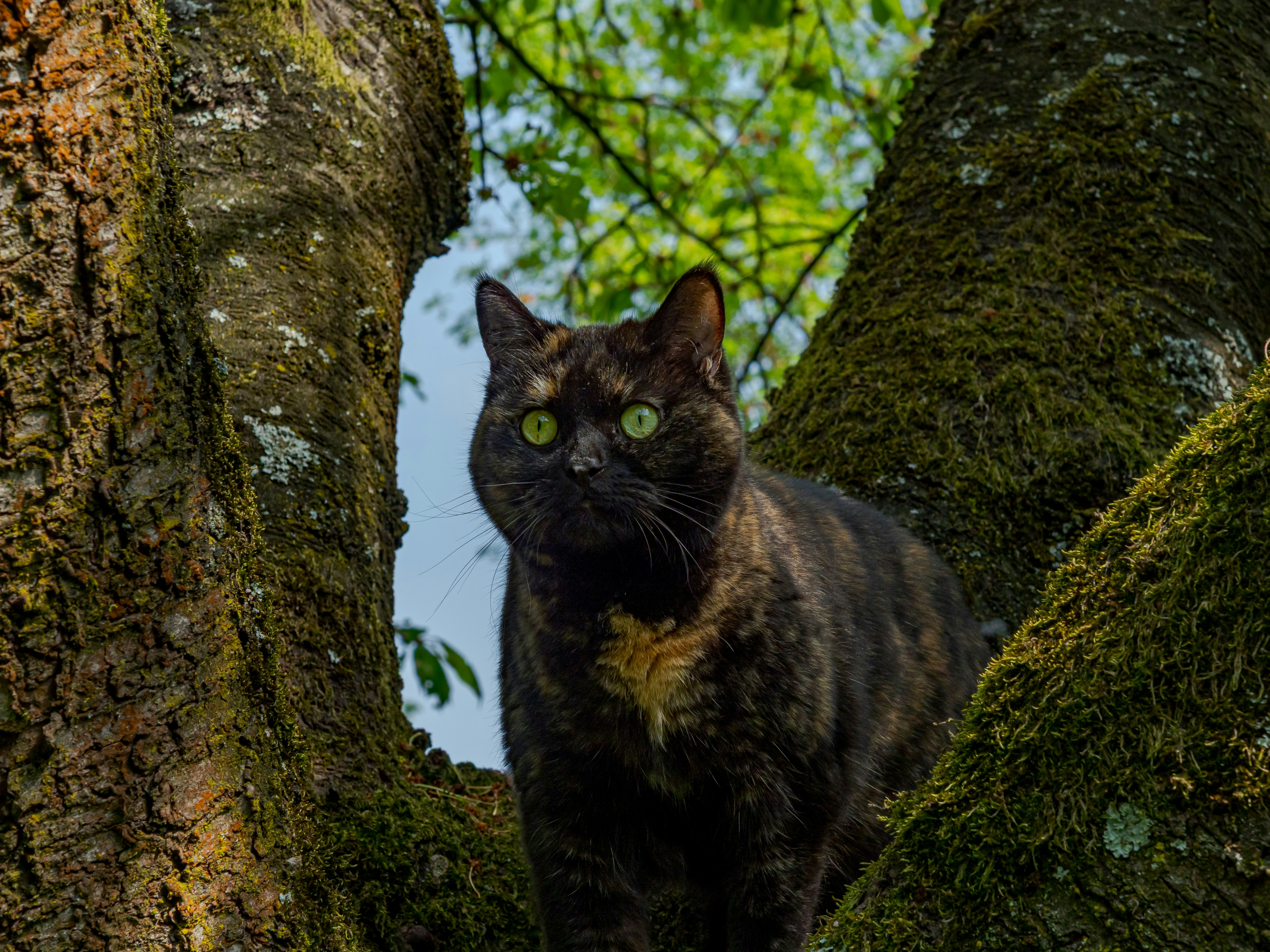 Watching from the Mossy Gate: A Cat in the Forest Sunlit Frame