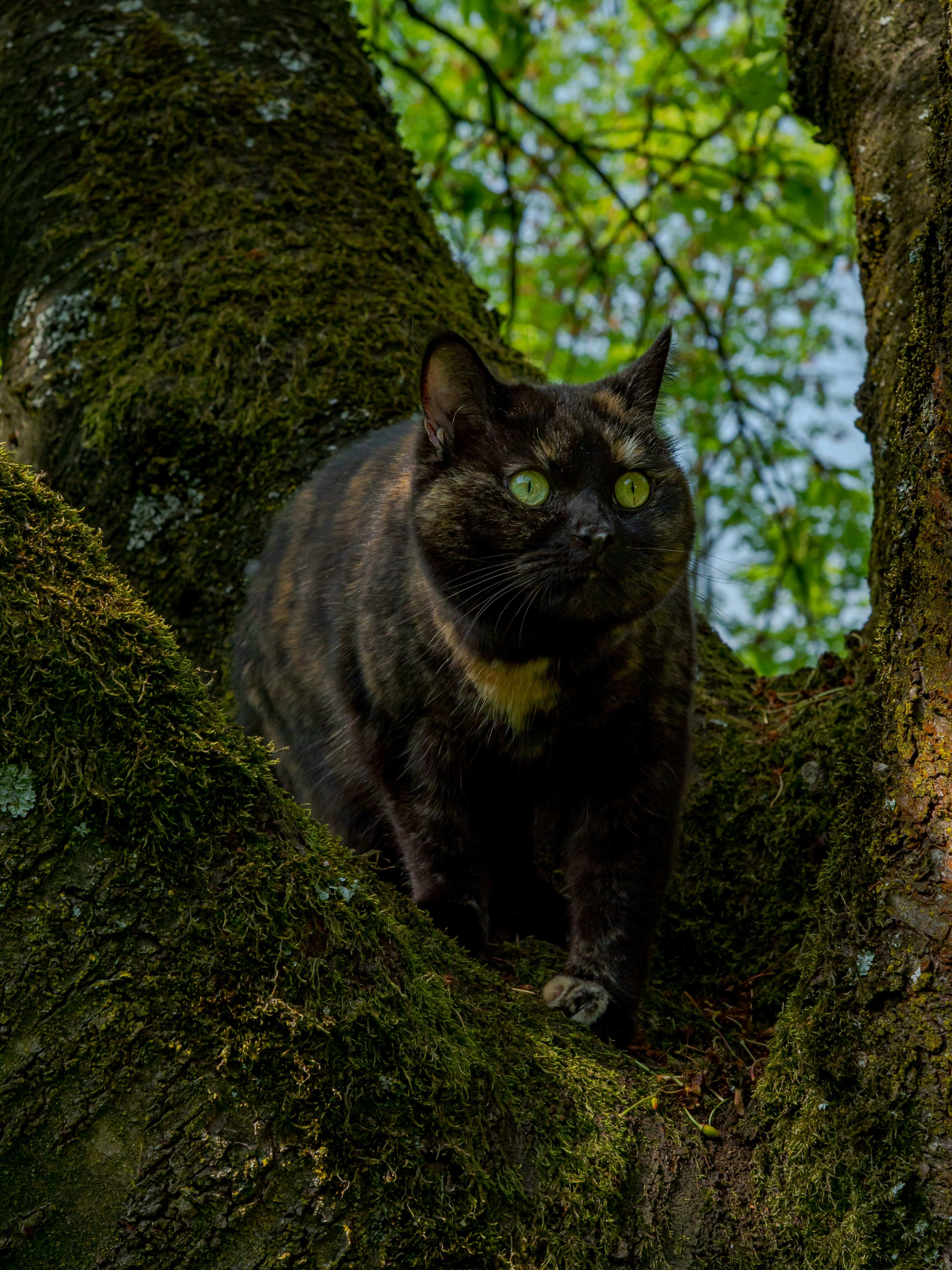 Green-eyed Catessence in Mossy Hollow