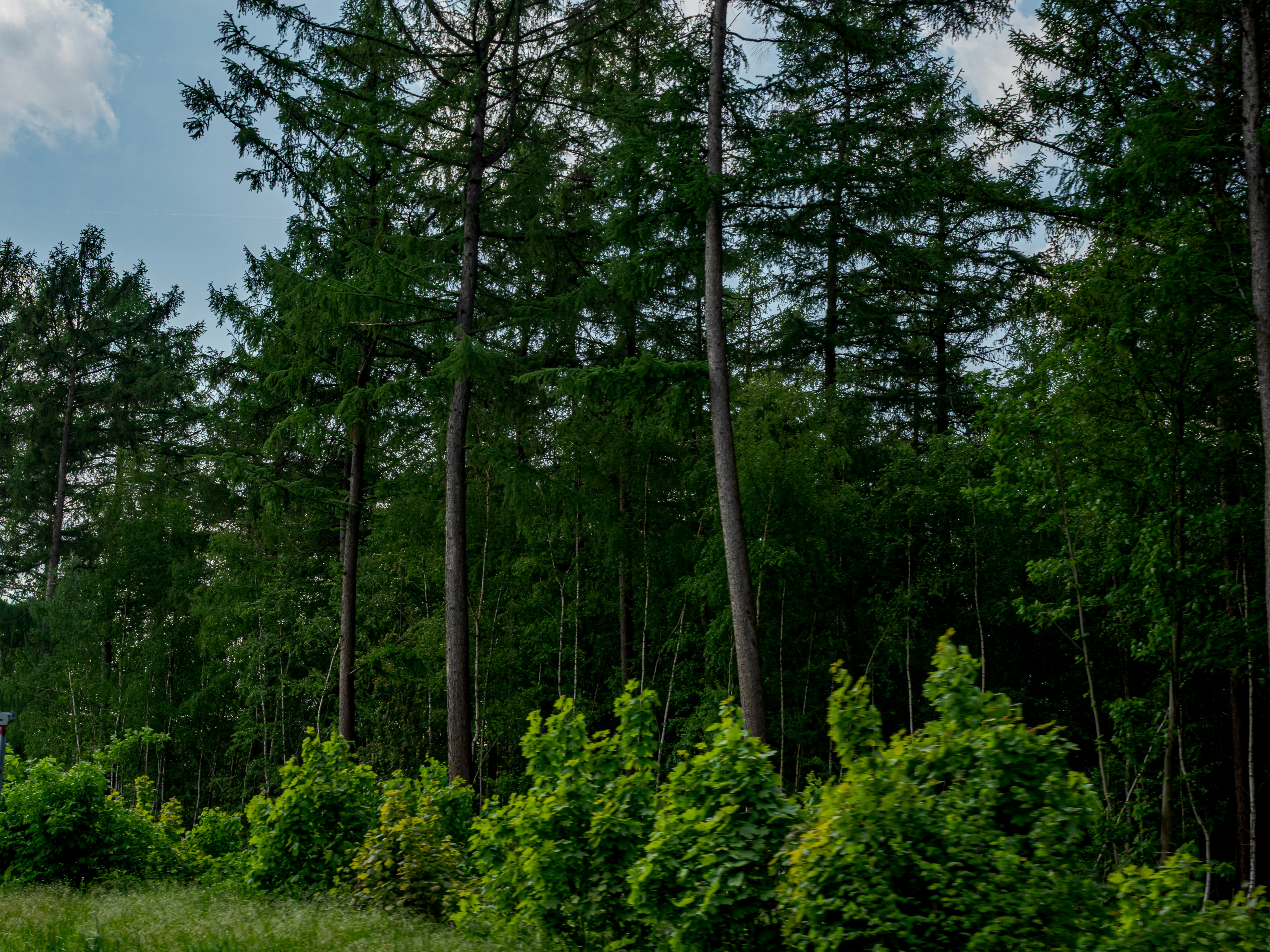 Forest Giants Amid Lowland Shrubbery
