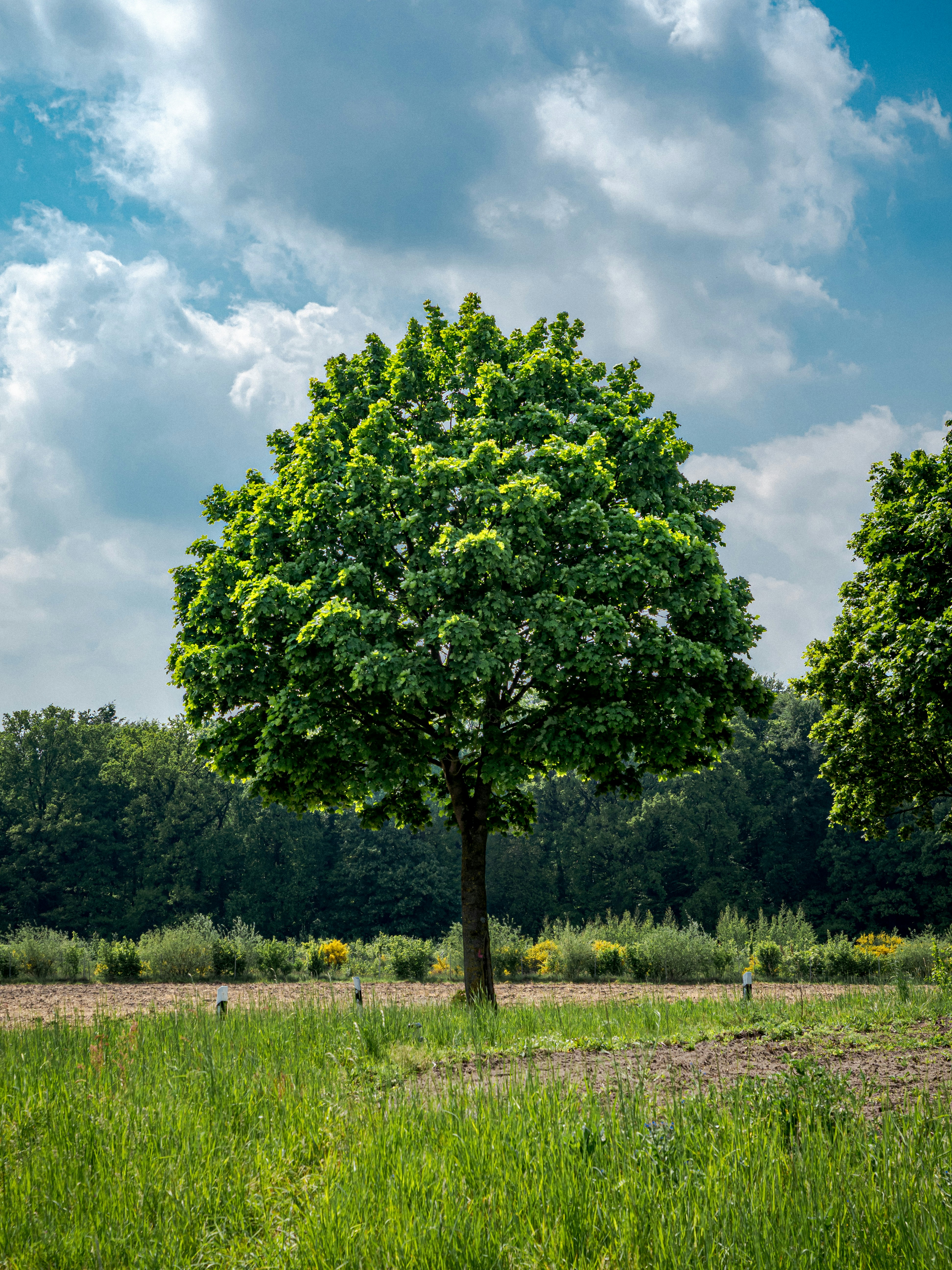 A solitary lime-green monarch in a sunlit field