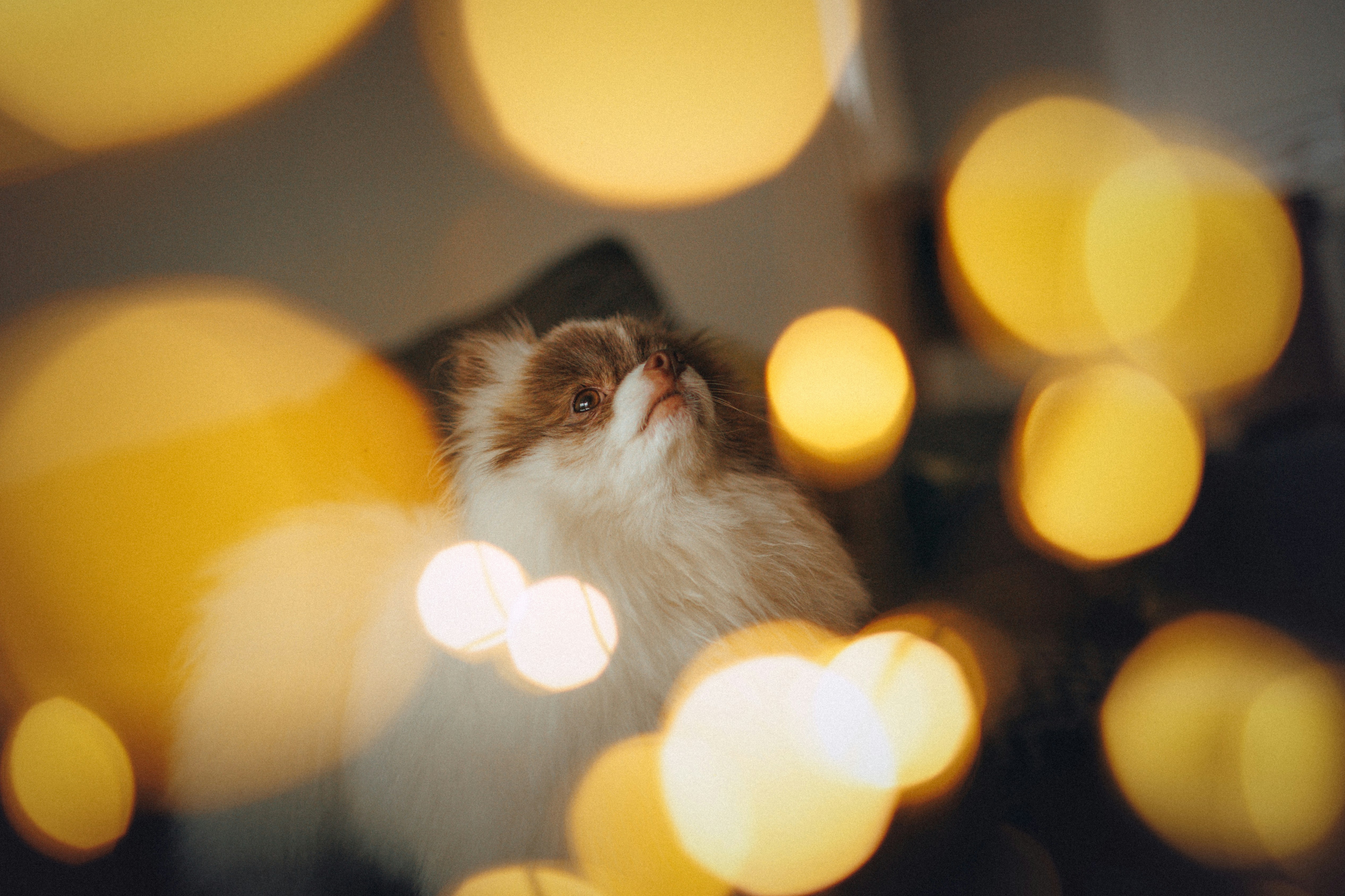 Gaze Through a Velvet Blur: Cat in Warm Bokeh Night