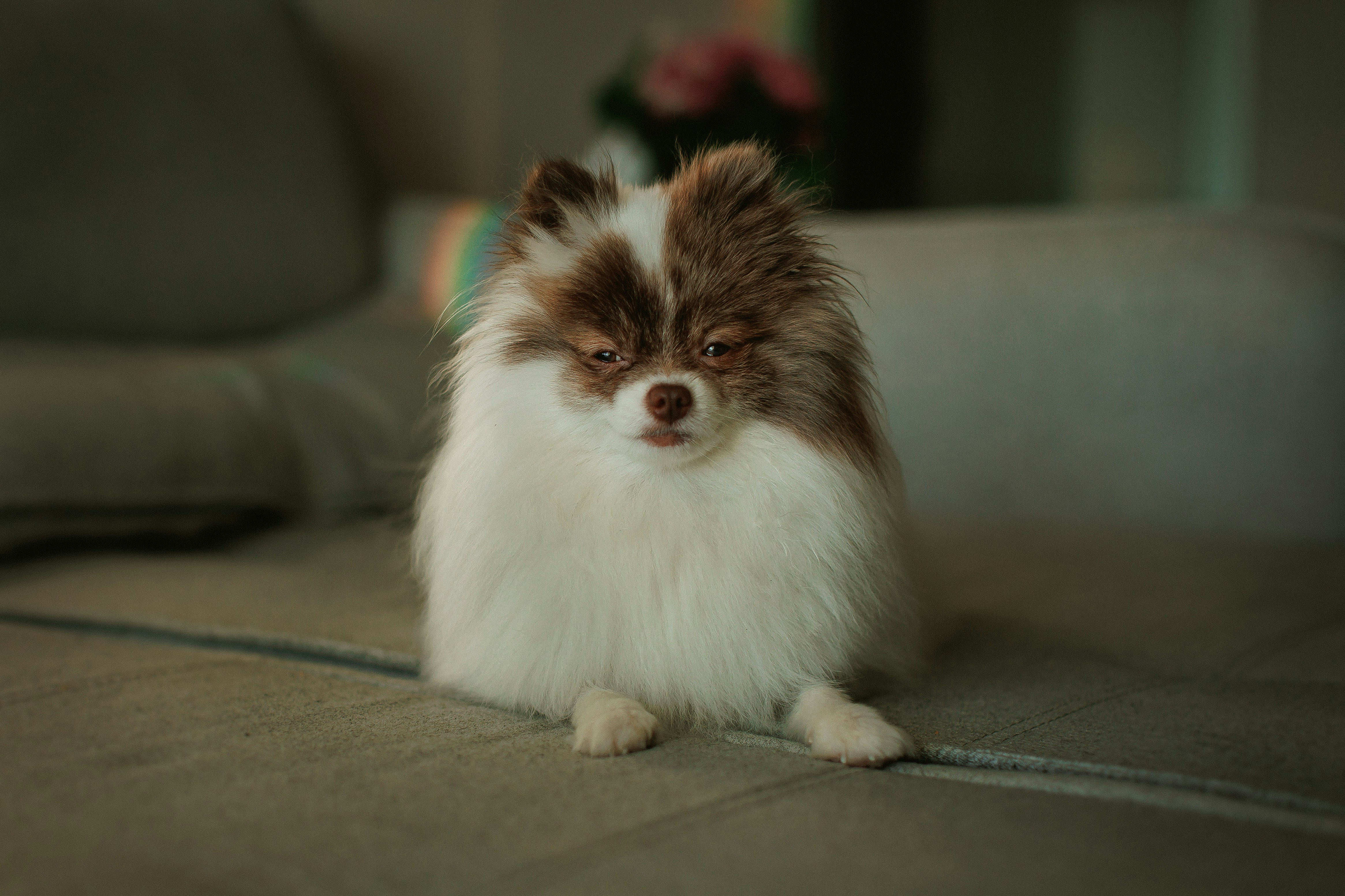 Fluffy Paws on a Quiet Living Room Rug