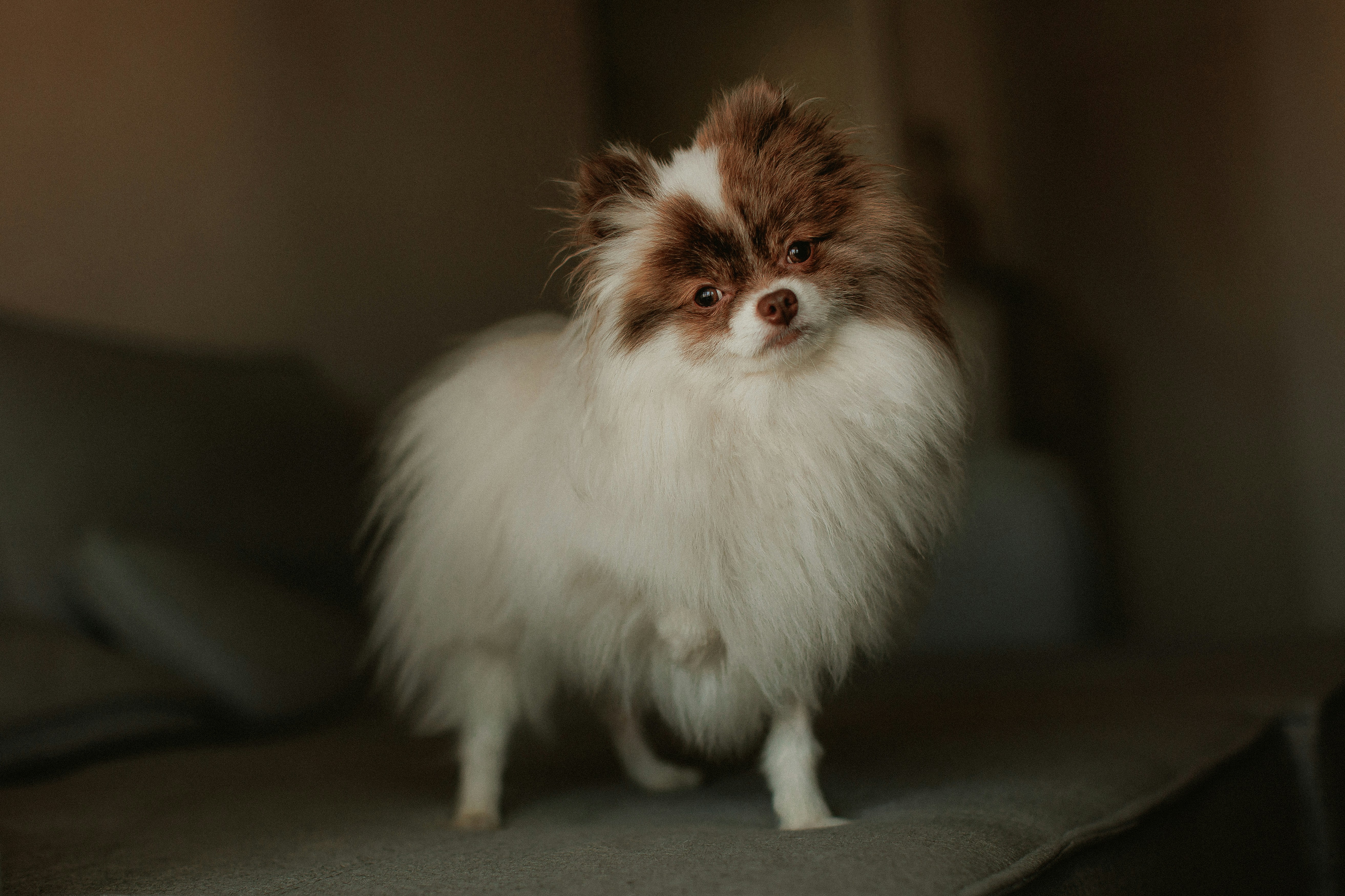 Fluffy Papillon on a dim-cotton Bed
