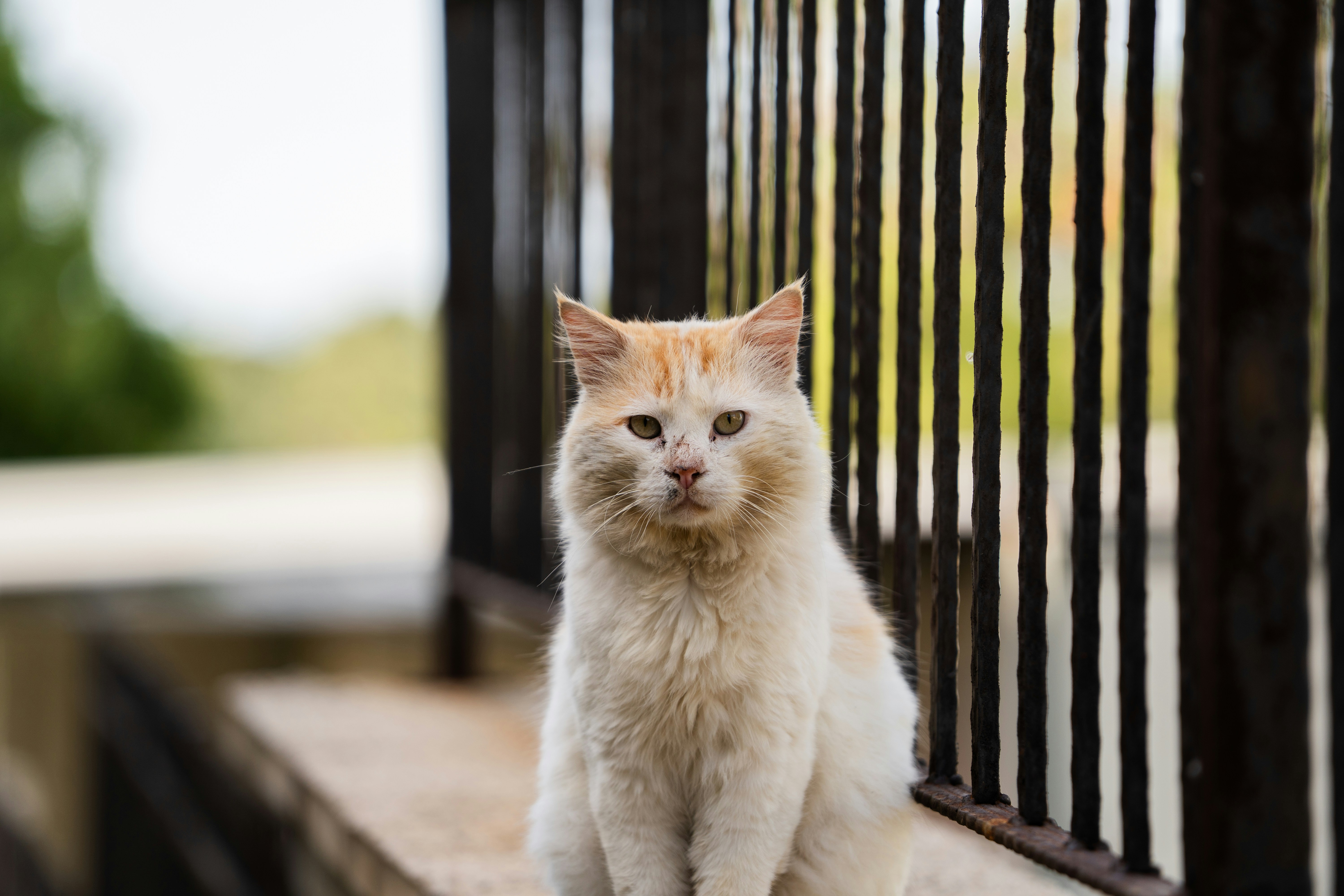 Bridge Keeper: A Cream-Fluff Cat at the Railing