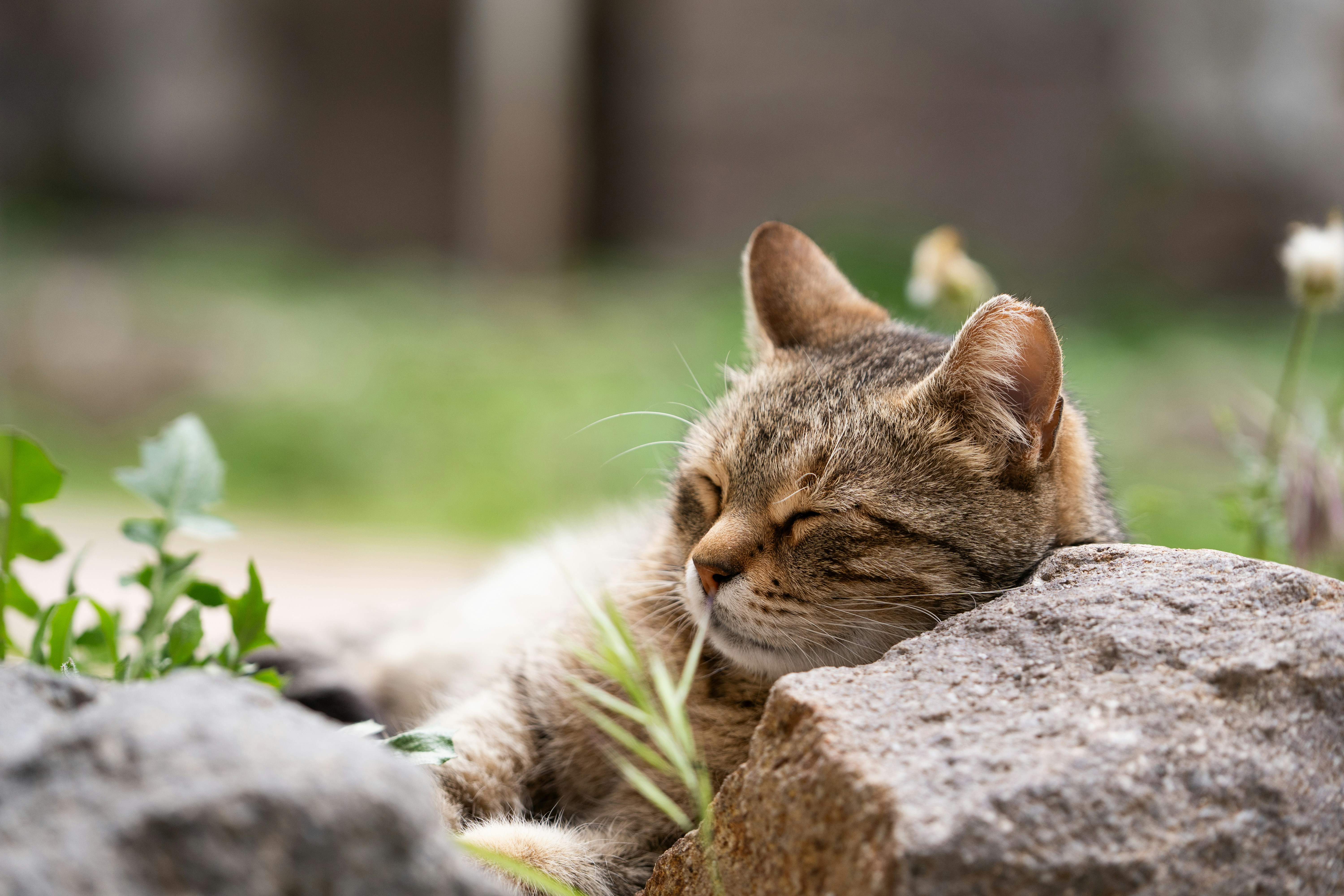 Whiskered Slumber Behind the Stones
