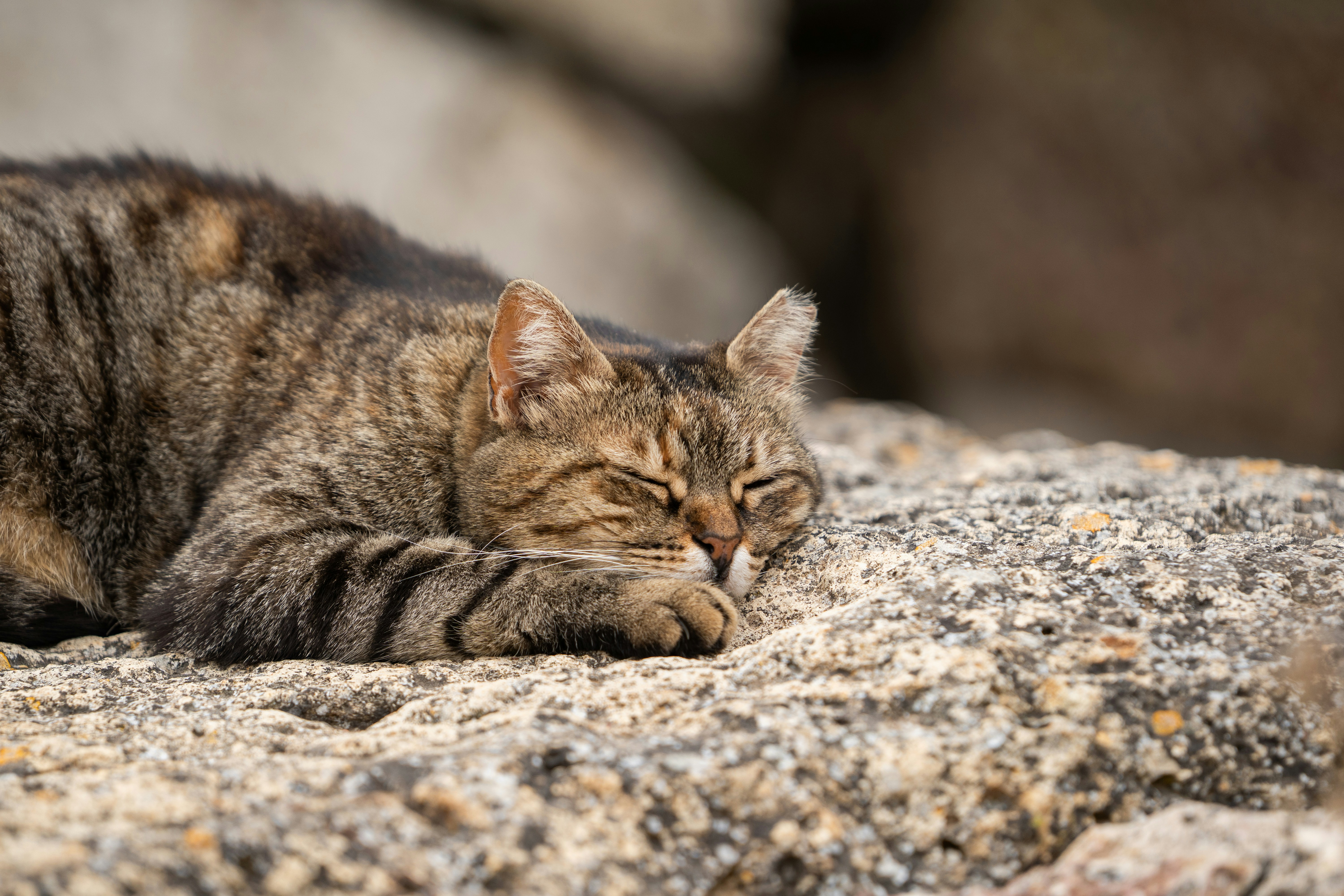 Sunlit Slumber: A Striped Cat Resting on Weathered Stone