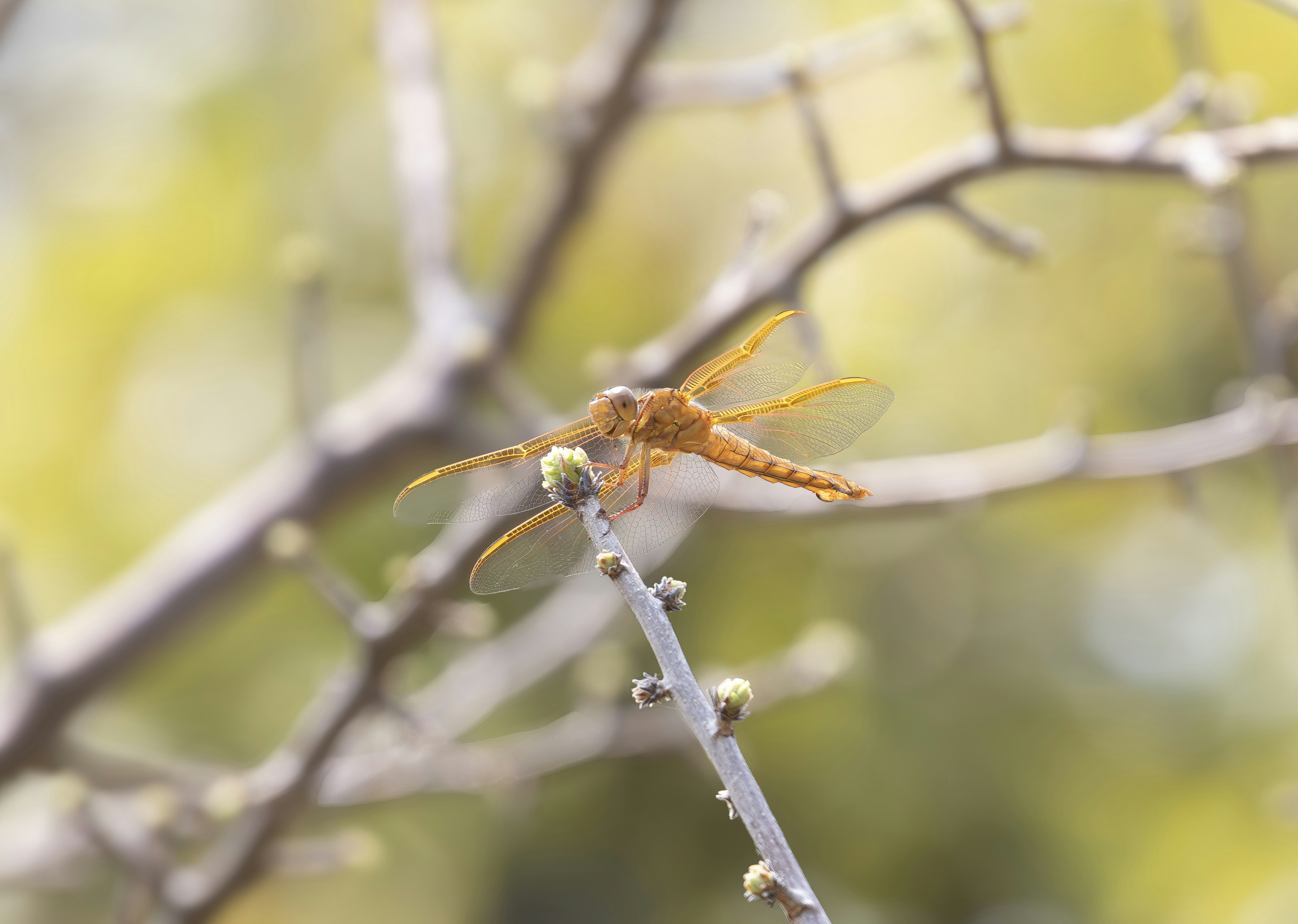 Amber Dragonfly on a Spring Branch
