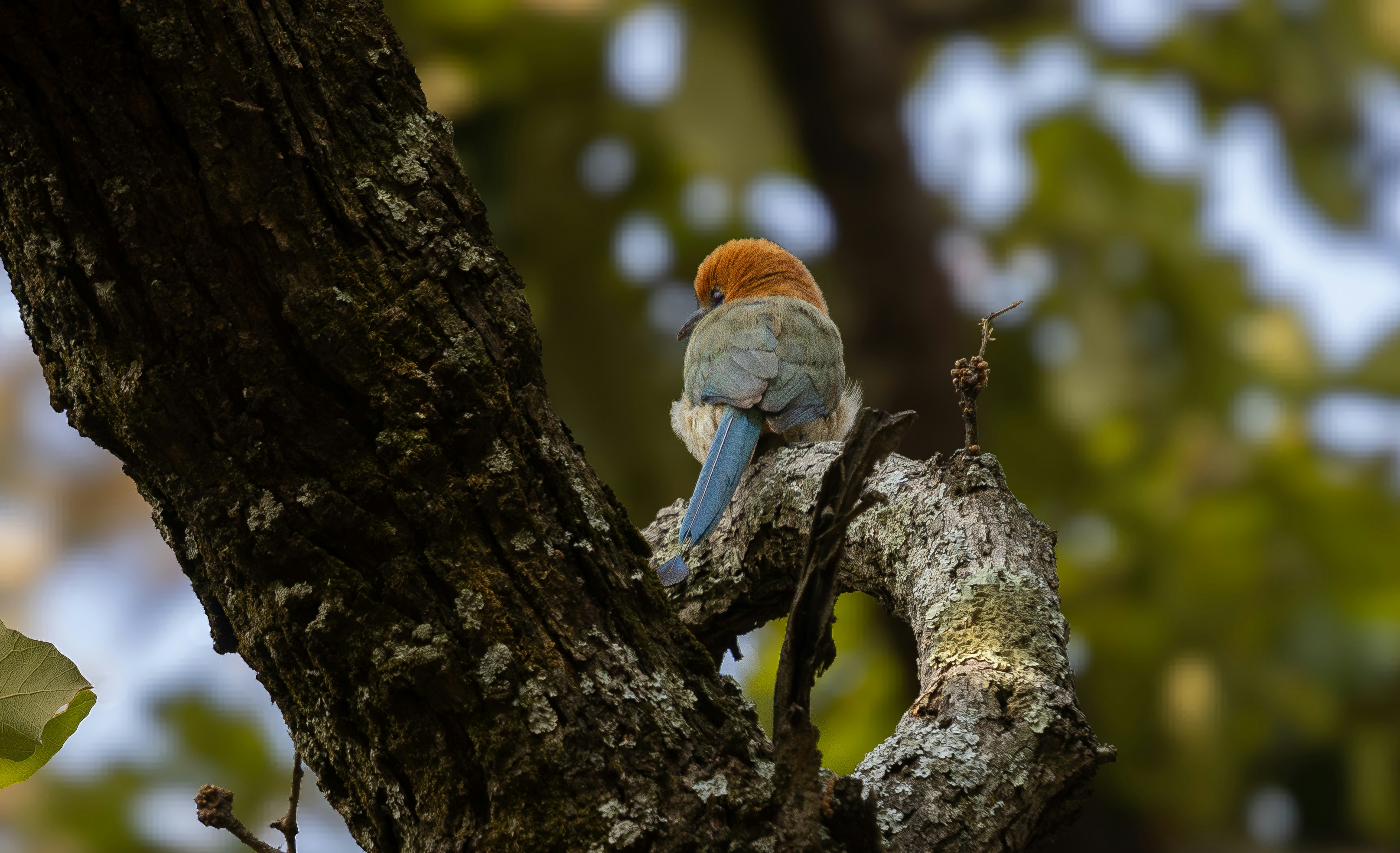 Tail of a Blue-and-Orange Kingfisher in Autumn Branches