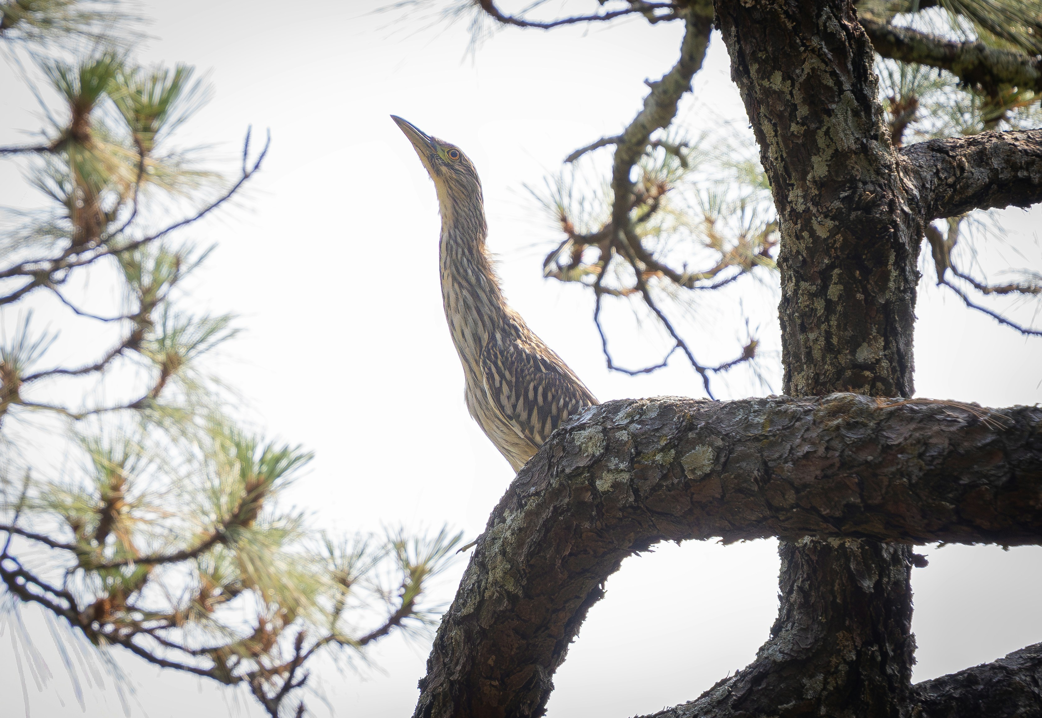 Rising Gaze: A Bird perched along weathered pine limbs