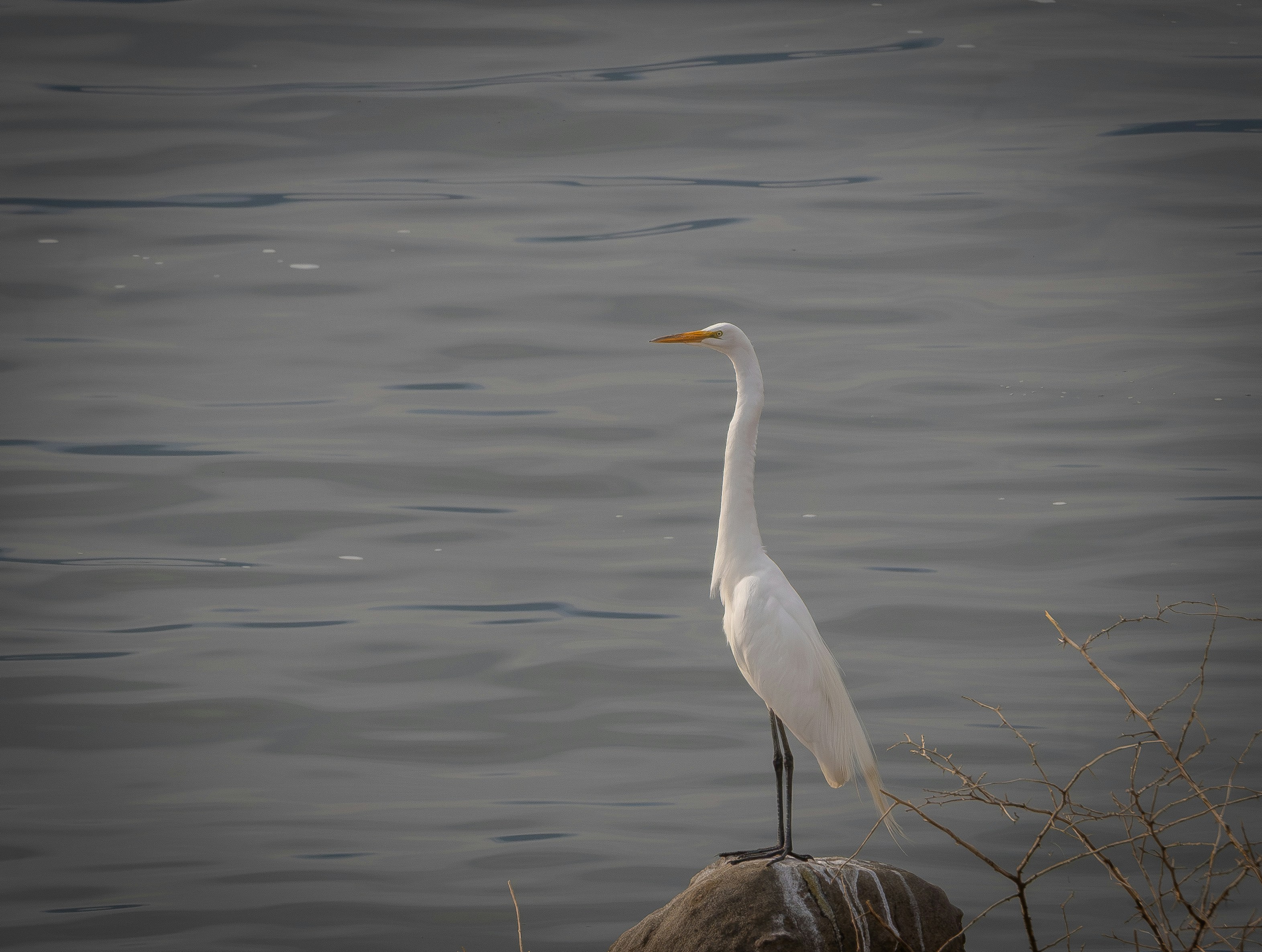 Lonely White Heron on the Quiet Shore