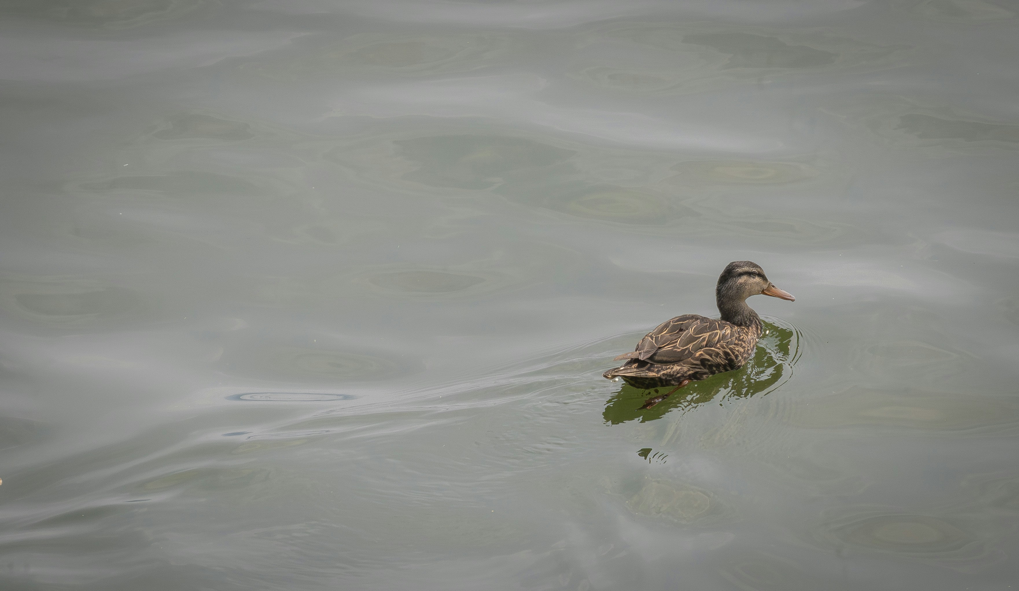 Dawn Glider: A Duckling Quietly Traverses the Emerald Glass