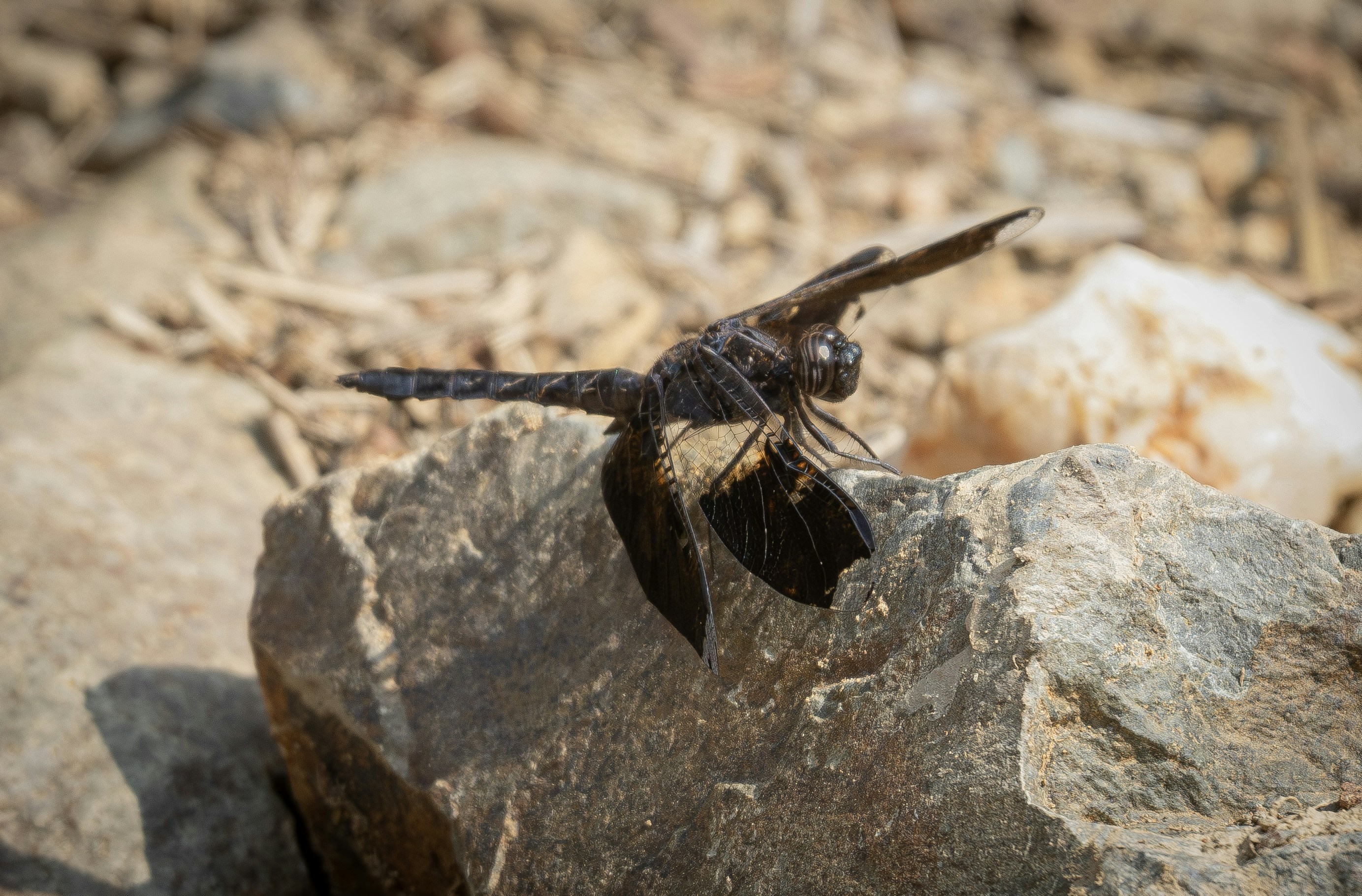 Dragonfly on the Edge: A Stone Encounter