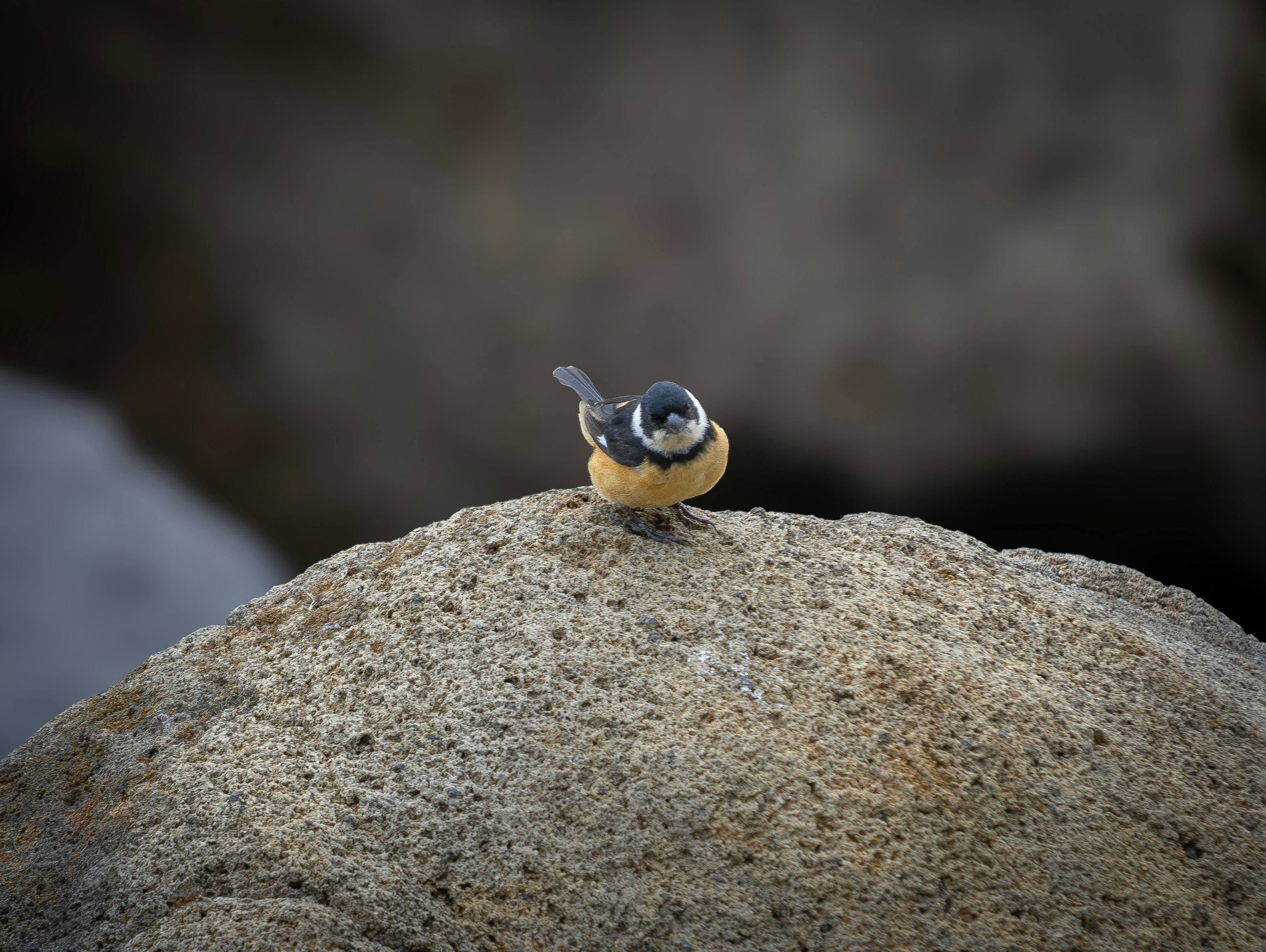 Tiny Acrobat on a Stone Stage