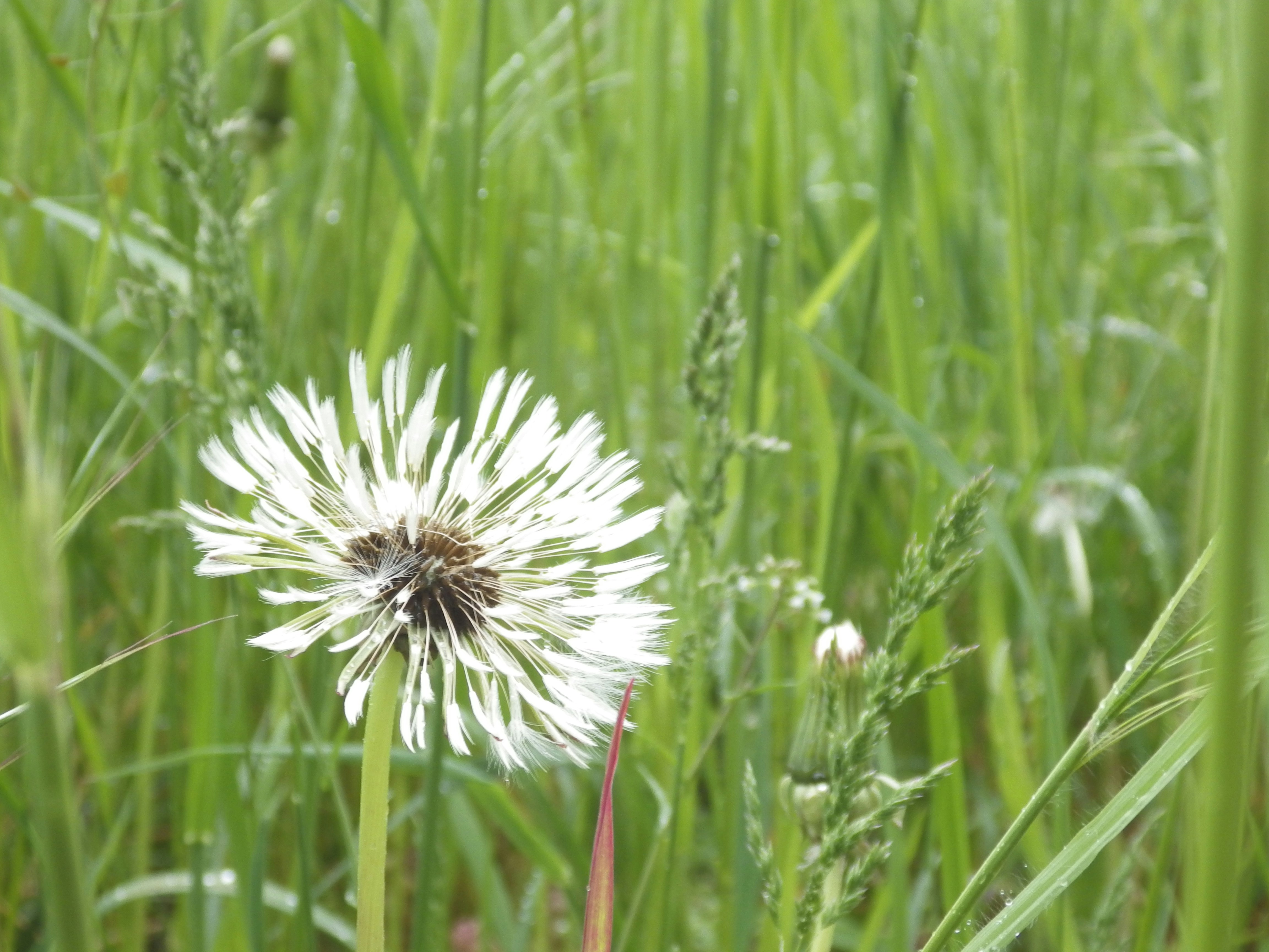 Dandelion Flower Standing Tall in a Sea of Green