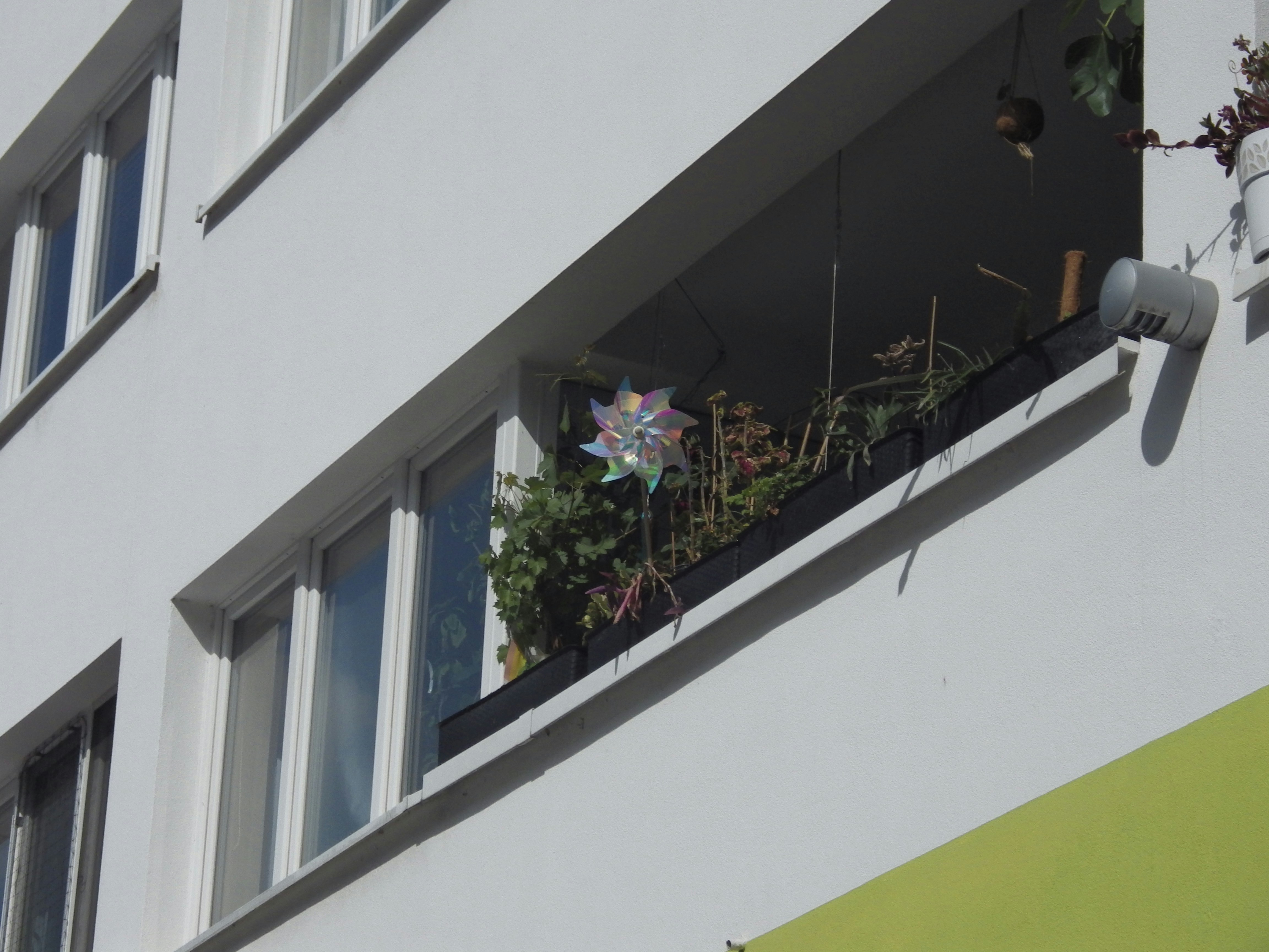 Sunlit Window Box: A Pinwheel of Color on a Modern Facade