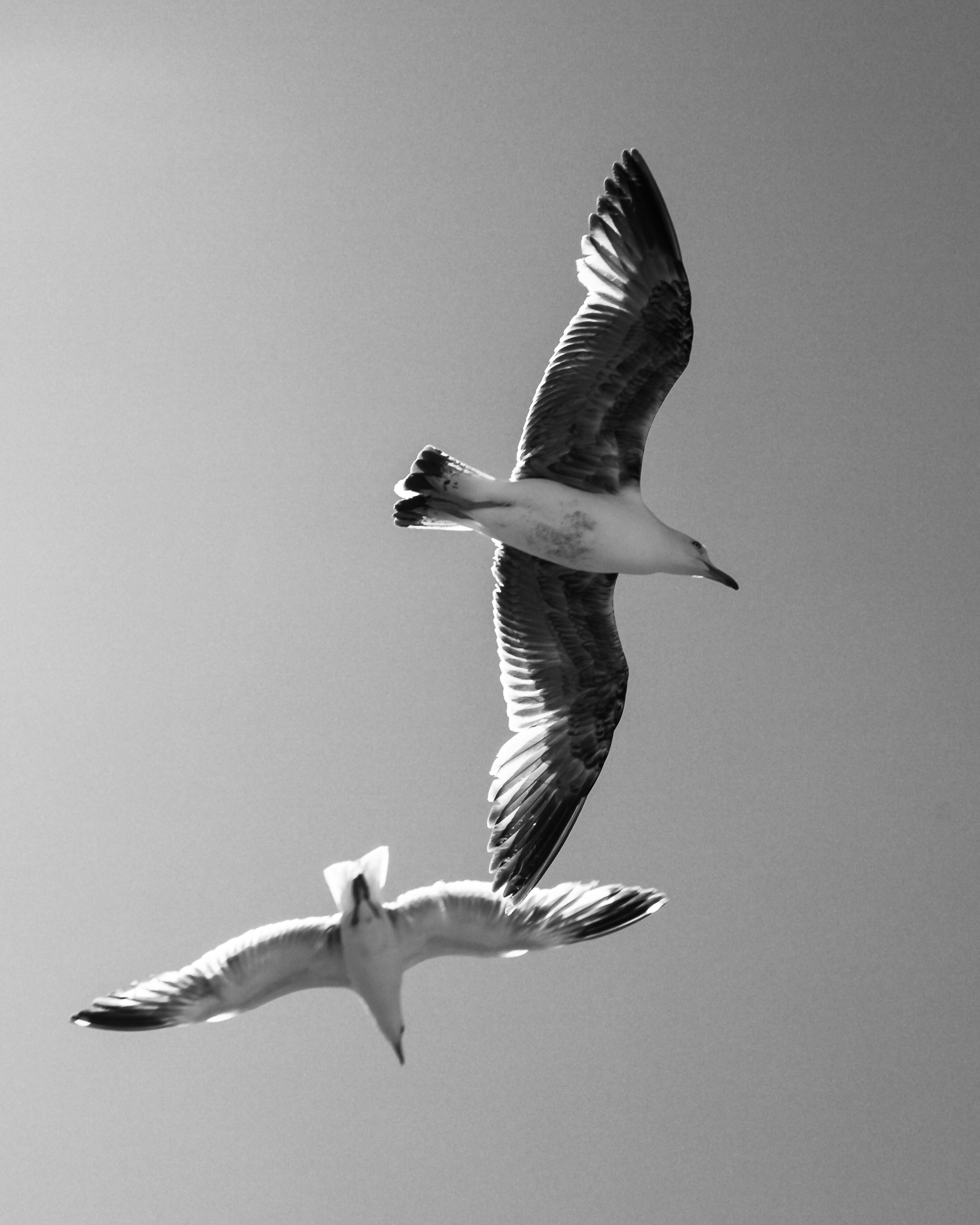 Midflight Dialog: Two Gulls Crossing a Quiet Sky