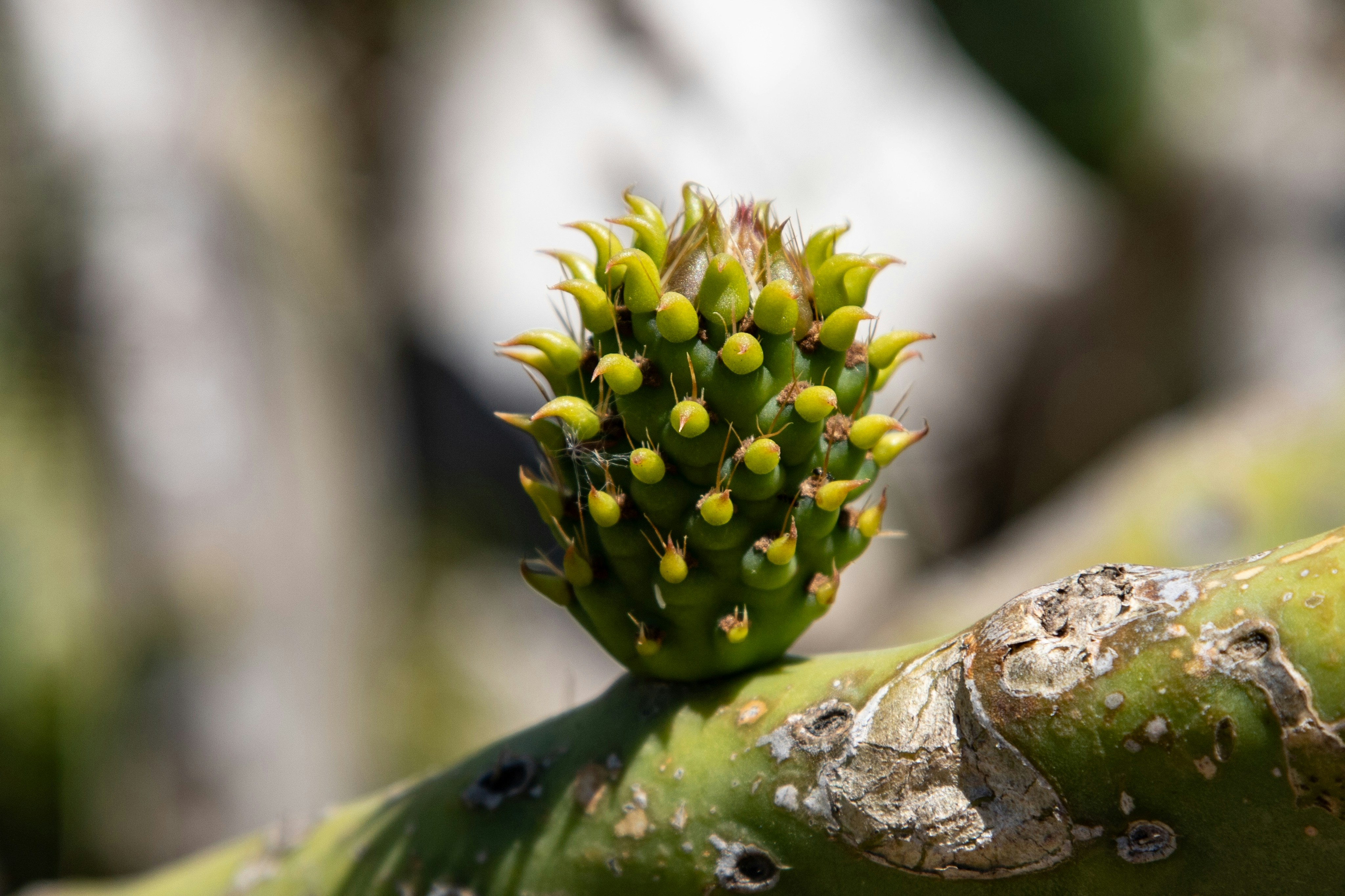 Emergent Crown: A Close-Up on a Cactus Frond's Budding Apex