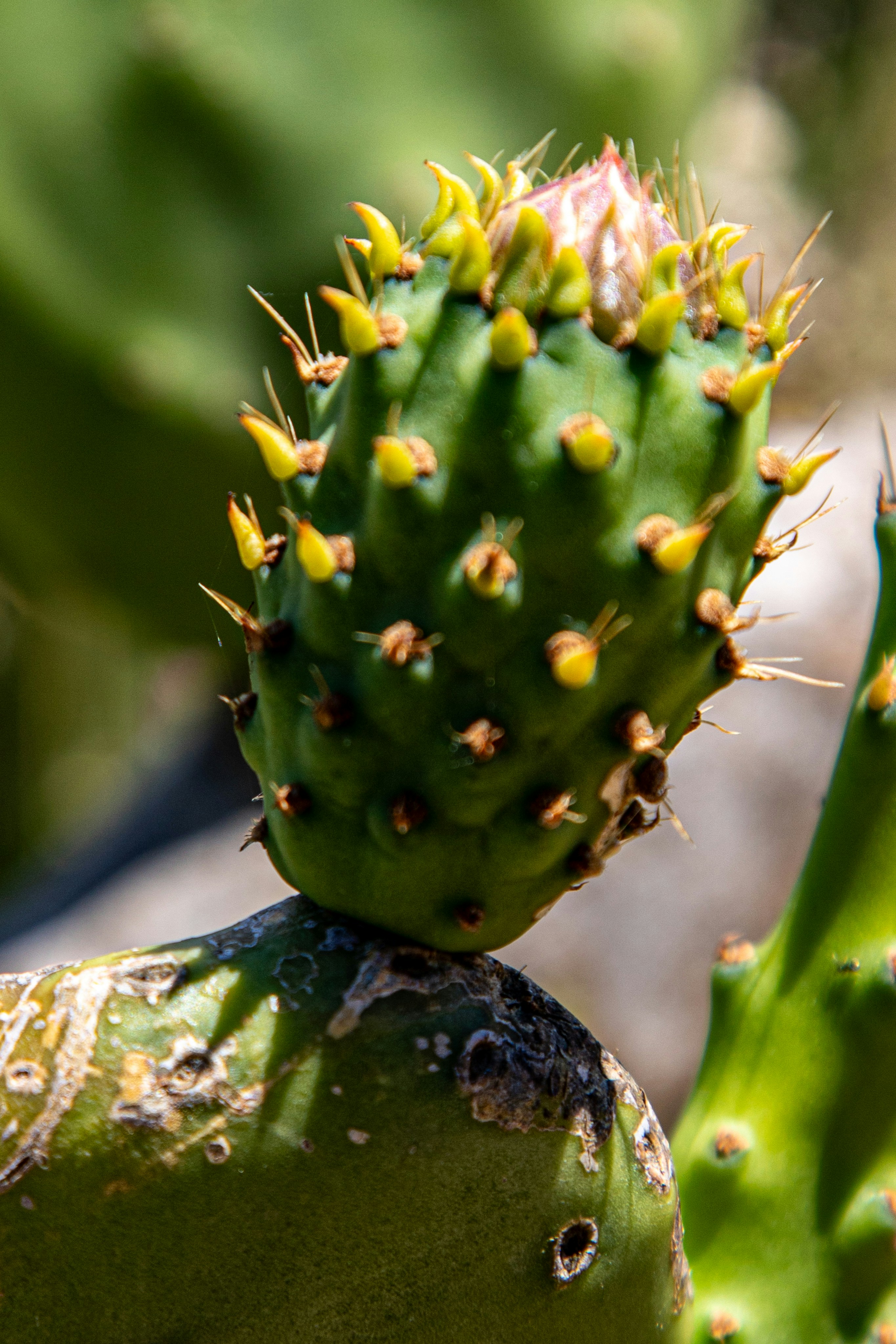 Prickly Pupate: Cactus Neon Buds Against Blurred Greens