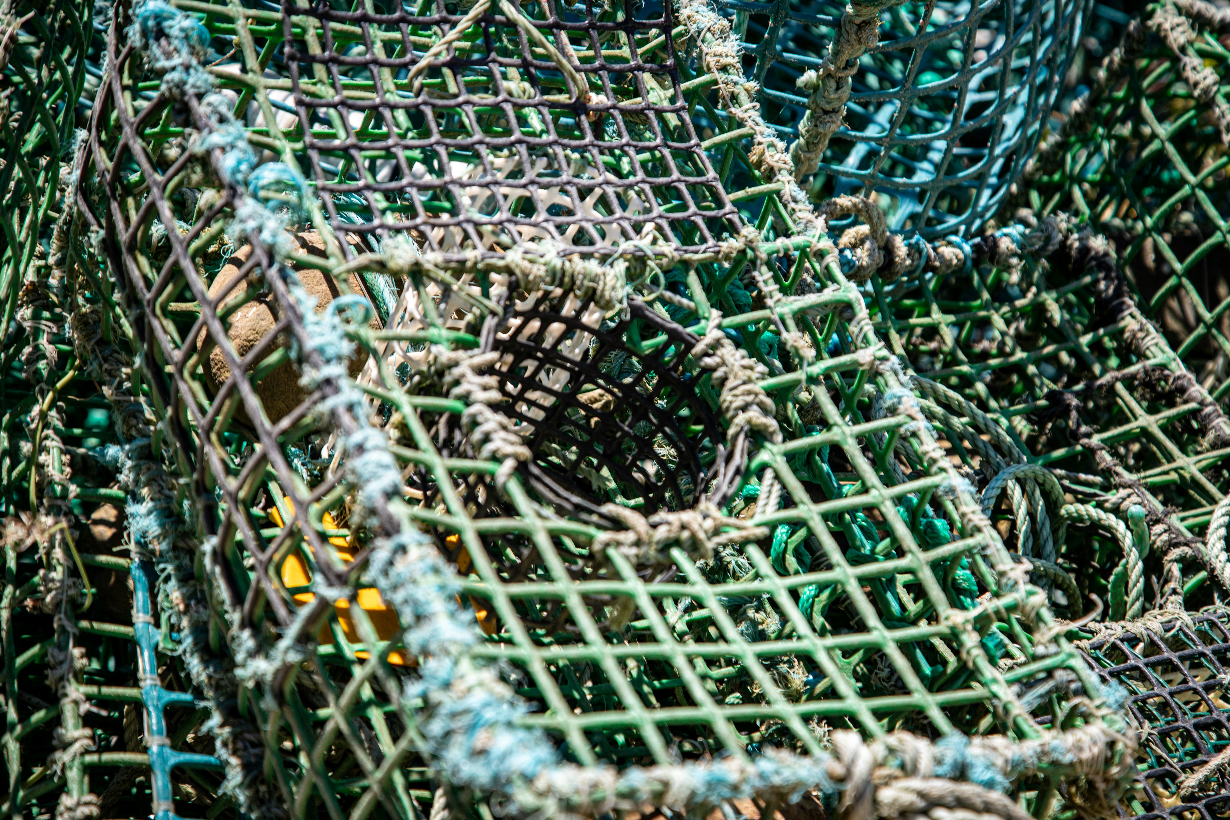 Tunnel of Twine: A Rusted Cage Reaching Toward Light