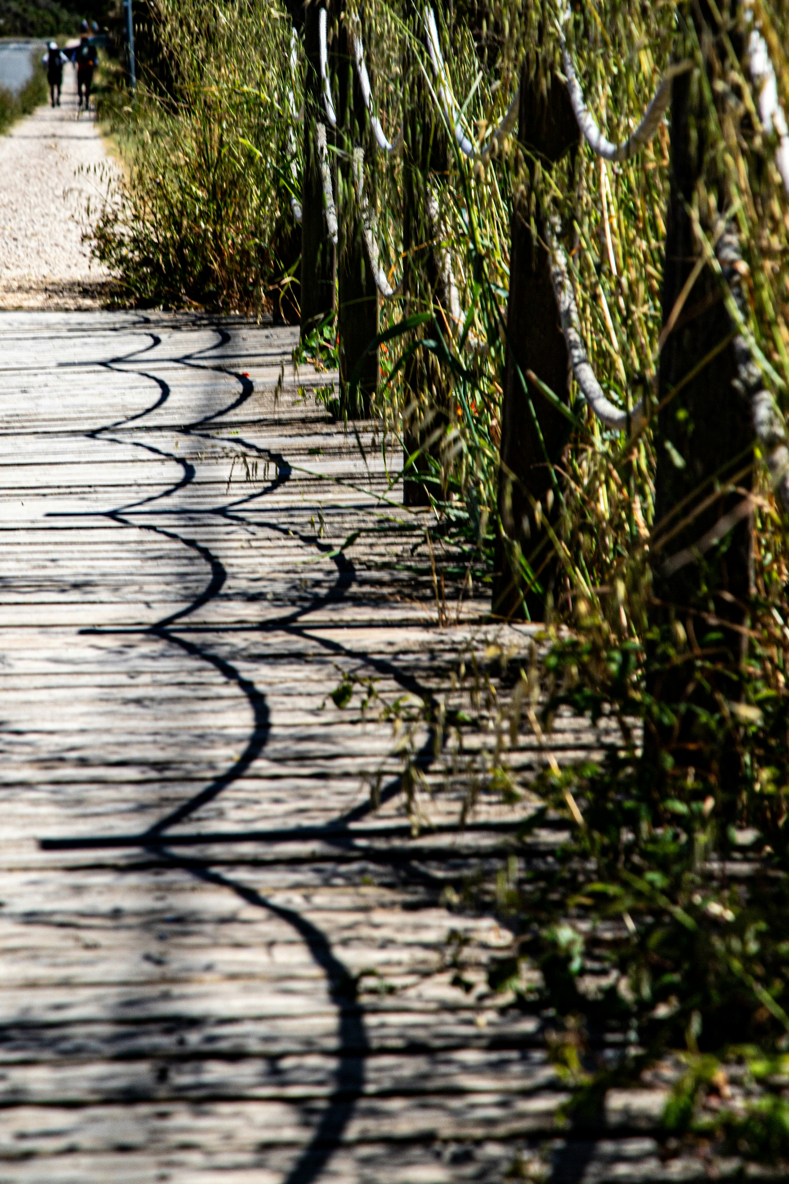 Curved Shadows on a Winding Garden Path