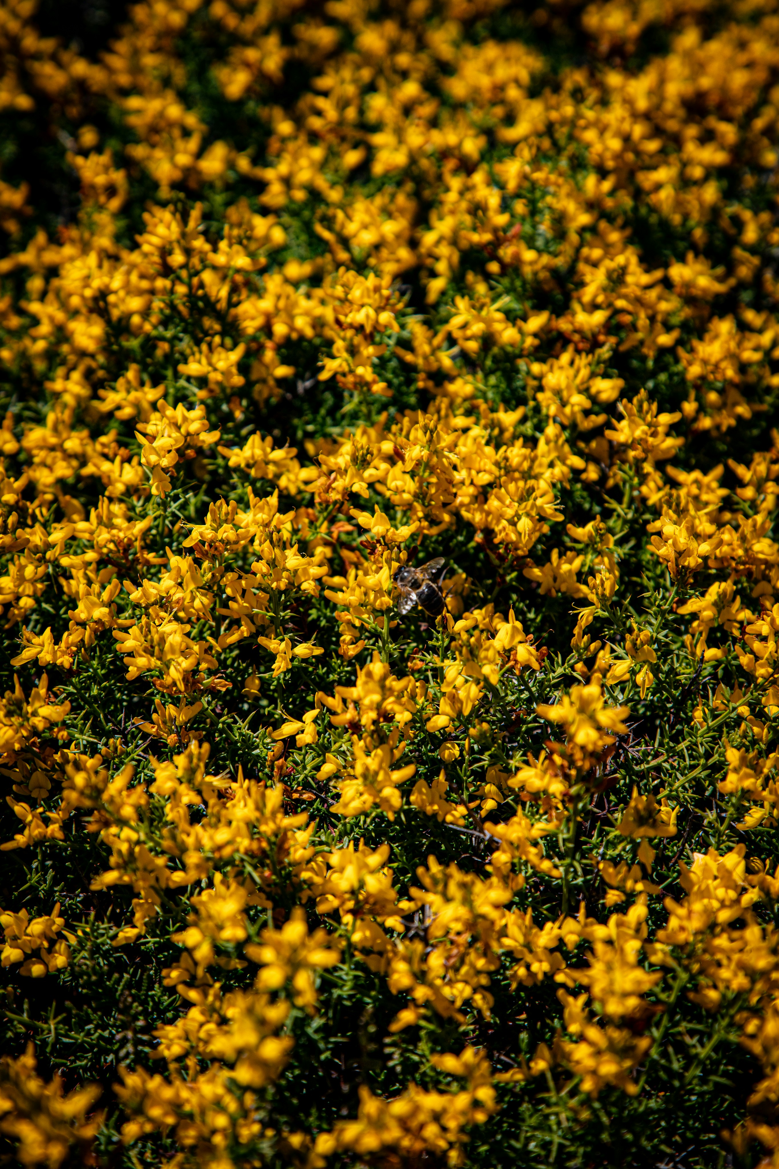 Sea of Sunlit Sage: A Blooming Golden Field
