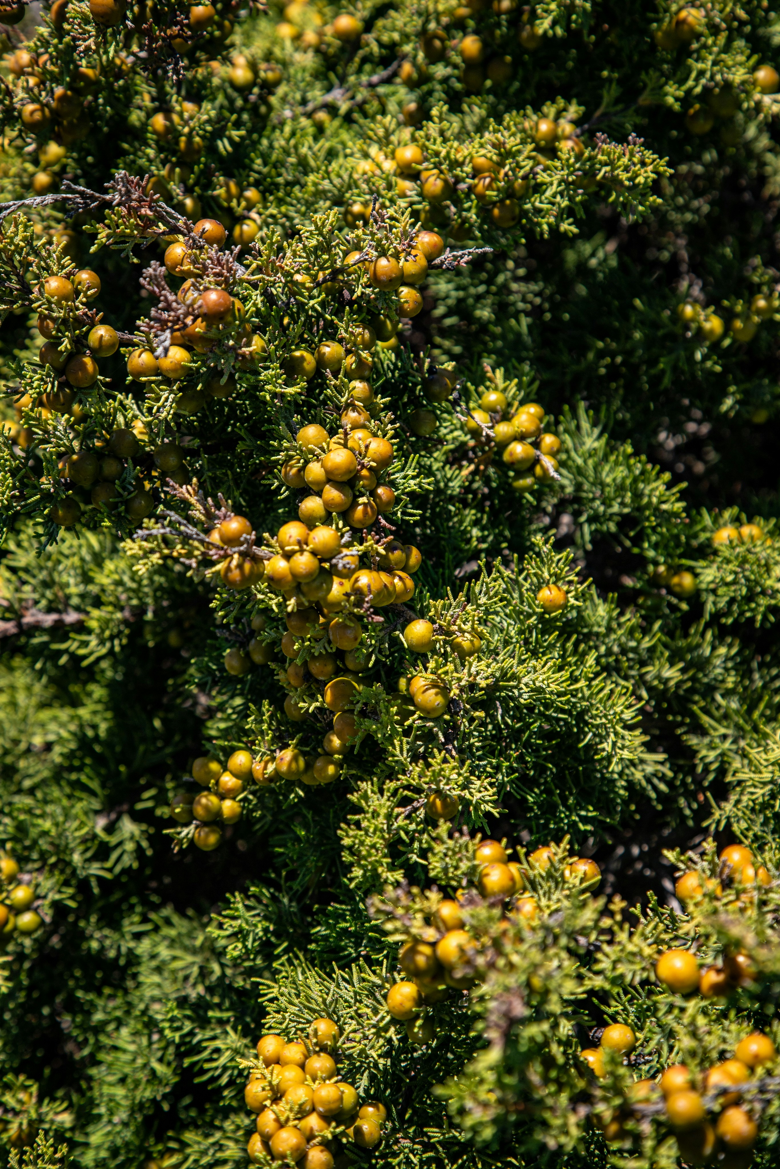 Golden Berries Cloaked in Green: A Sunlit Juniper Bough