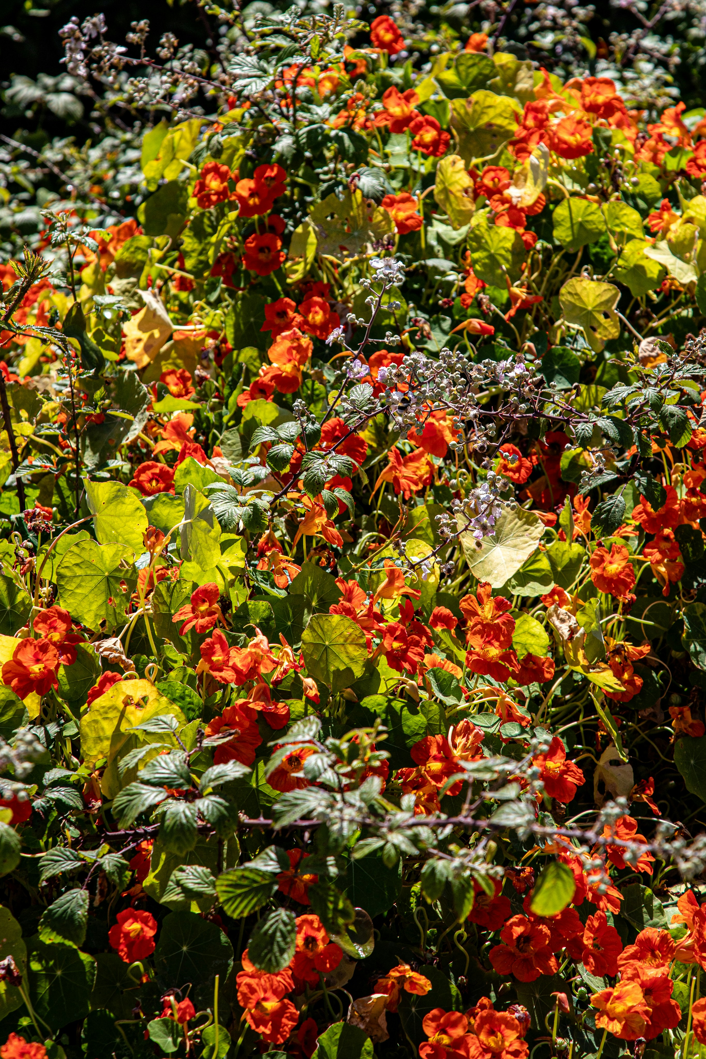 Vibrant Orange Bloom Tangle