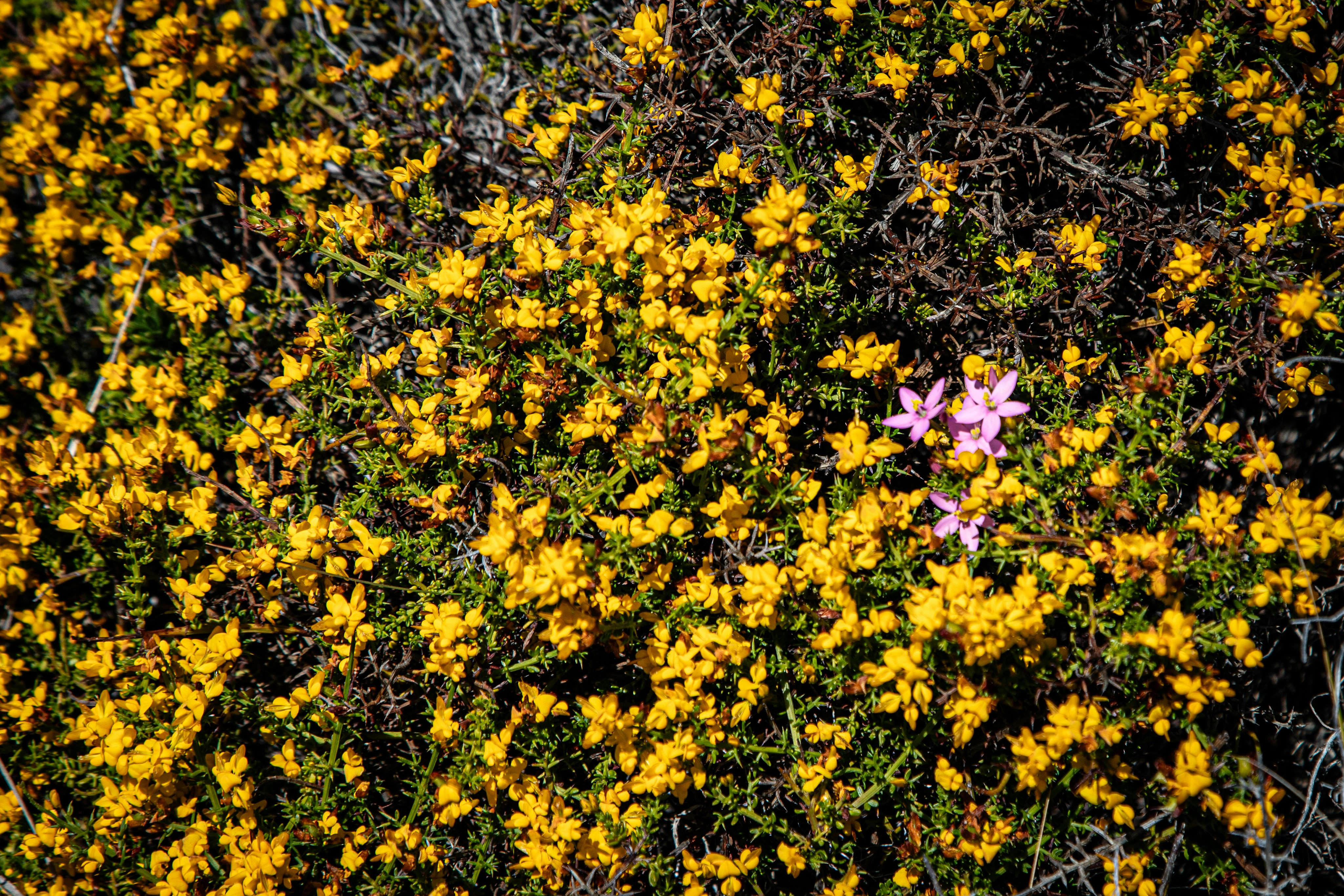 Golden Sea of Flora with a Pale Pink Bloom as a Centerpiece