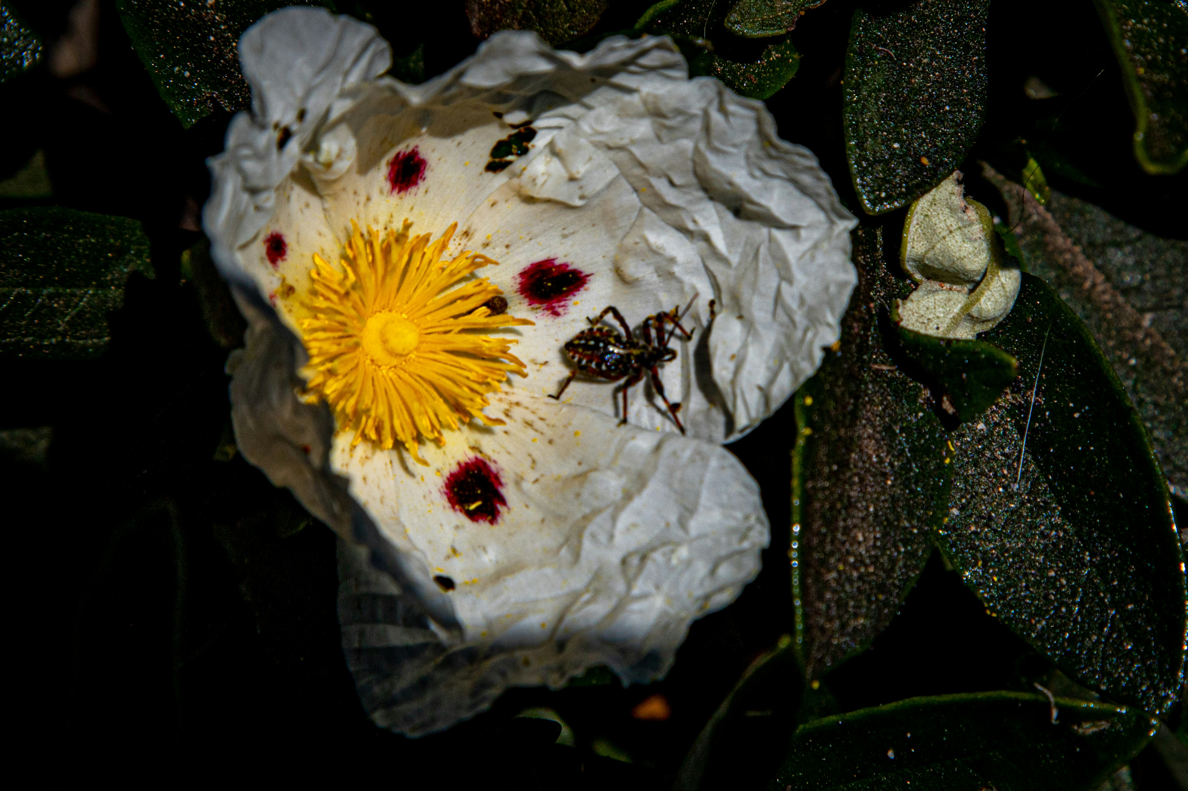 Bright Yellow Stamens on White Petal: A Close-Up of a Bloom and Its Insect Companion