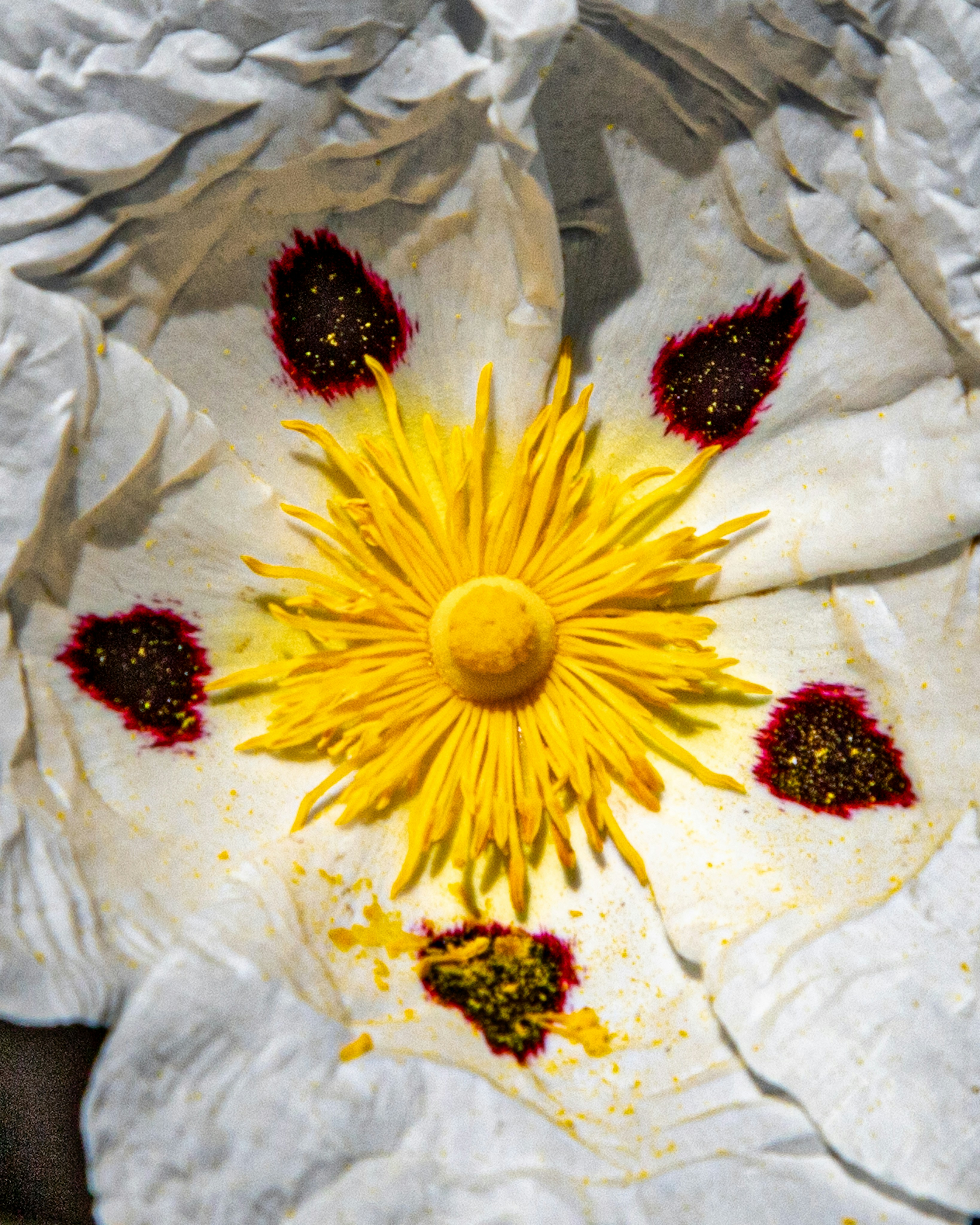 Golden Stamen Bloom at the Center of White Petals