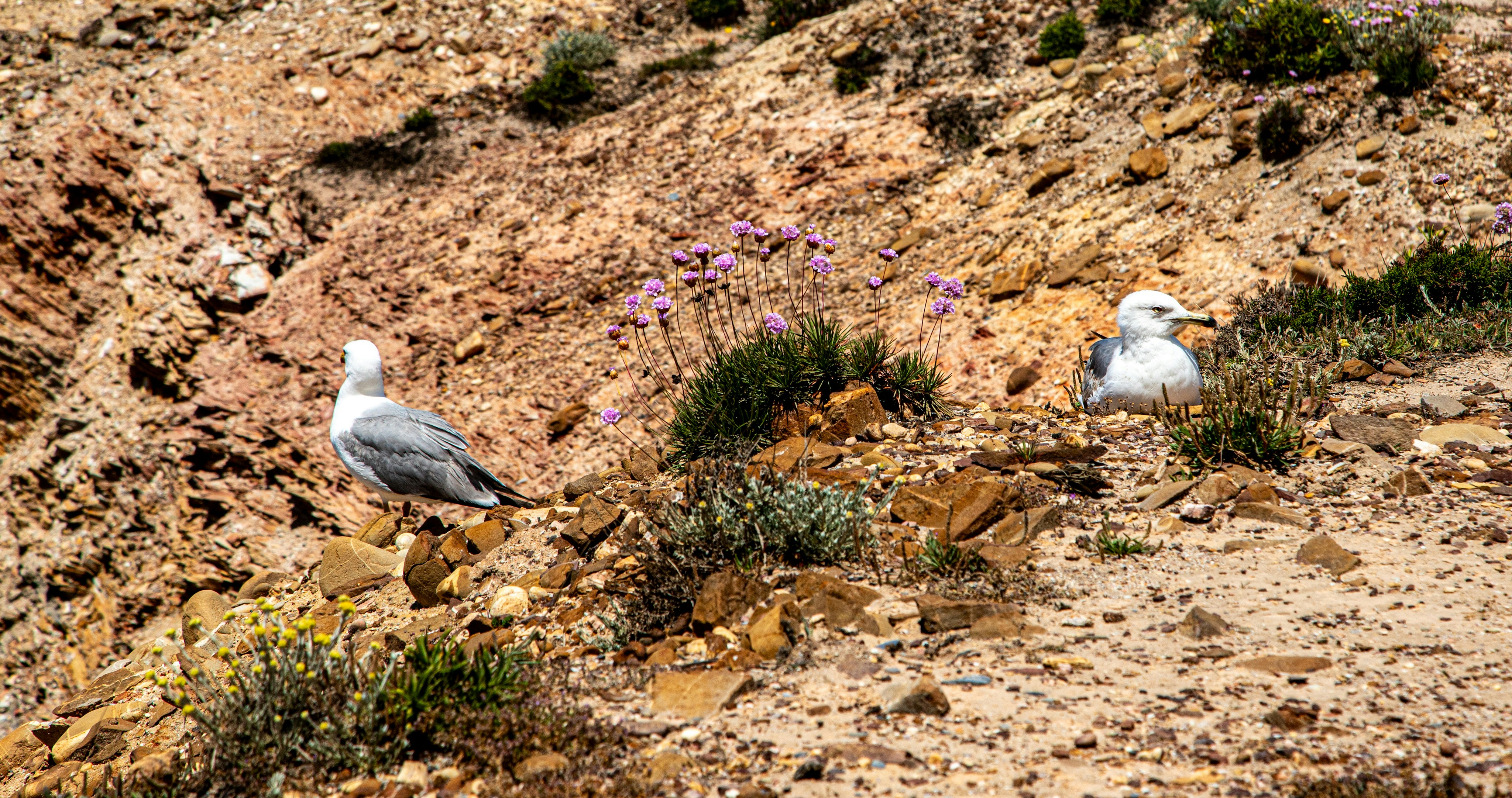 Seabirds on a rocky coastal slope fracturing with blooms
