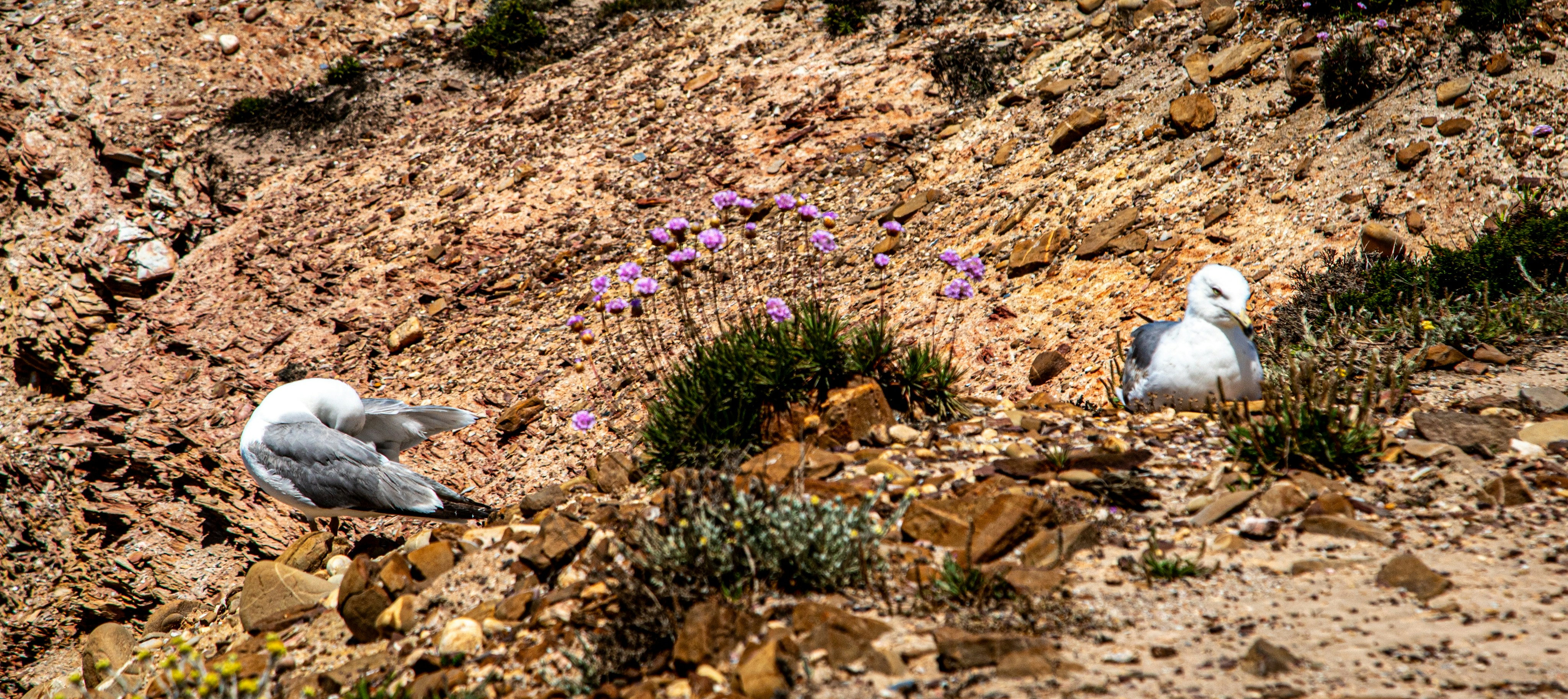White Seabirds among Pebbles and Violet Blooms