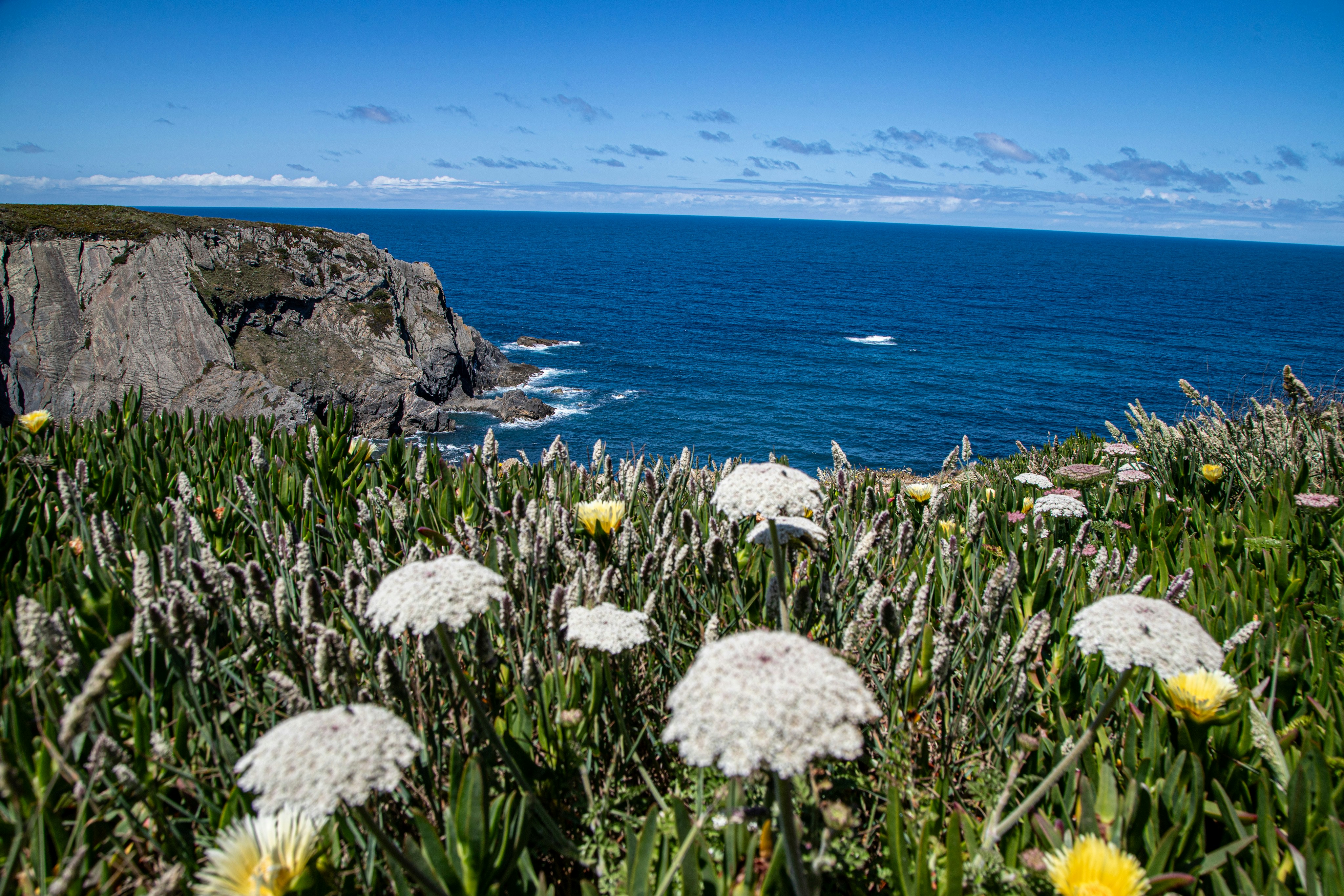 Clifftop Bloom: Wildflowers Framing a Coastal Vista