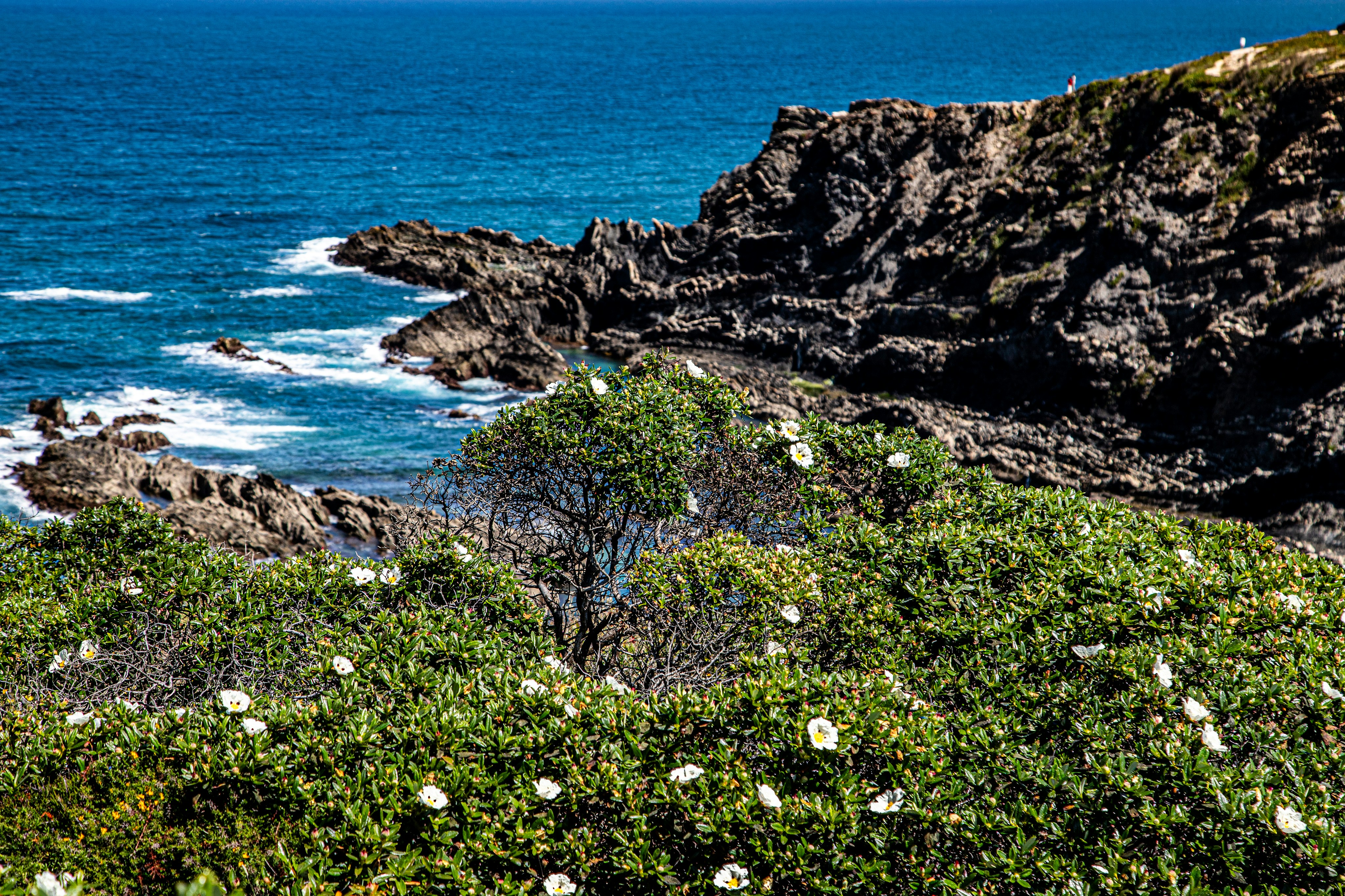 Coastal Verge in Bloom: White Flowers Among Granite and Sea