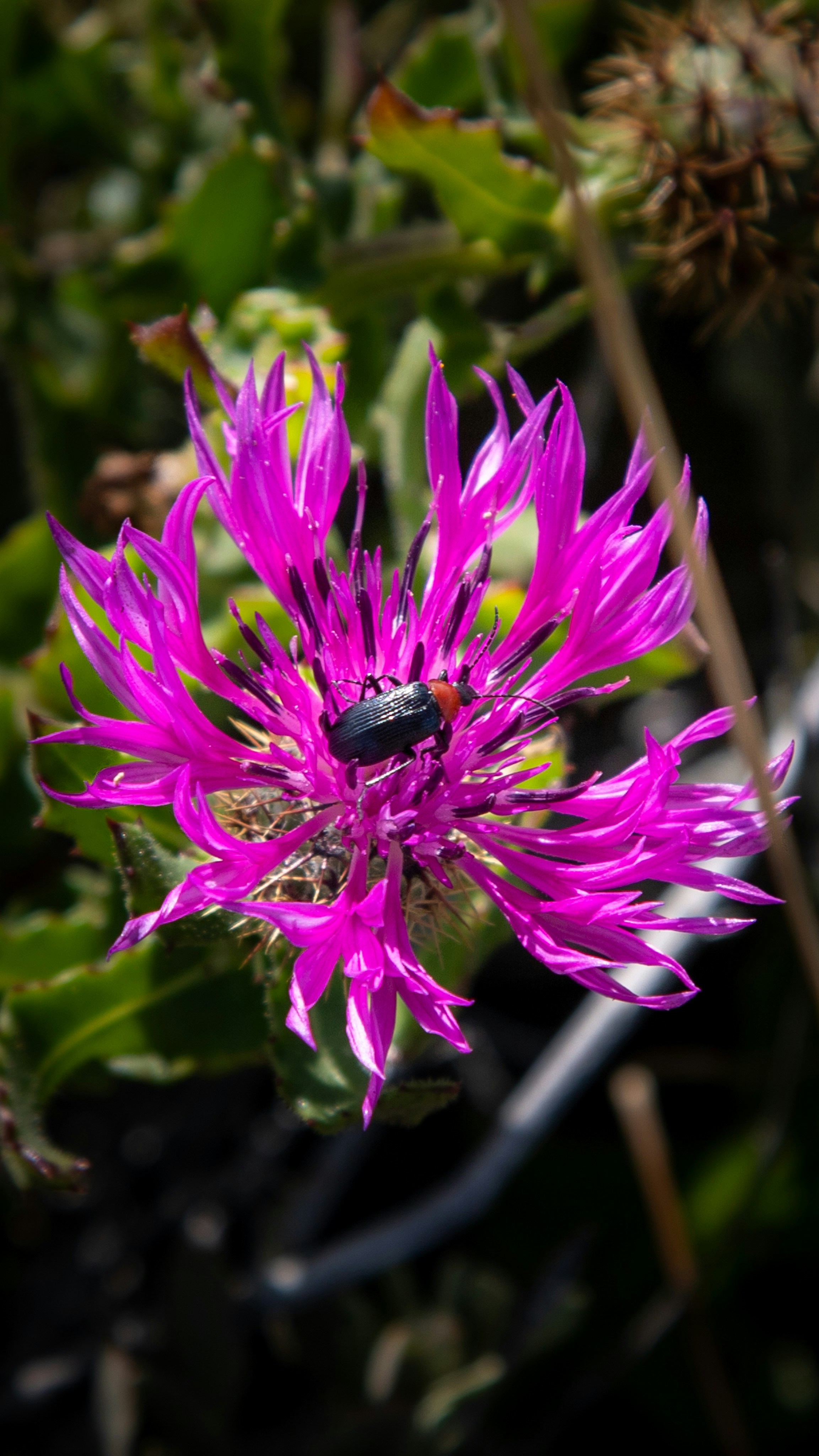 Magenta Bloom at Center Stage, with a Beetle at its Core