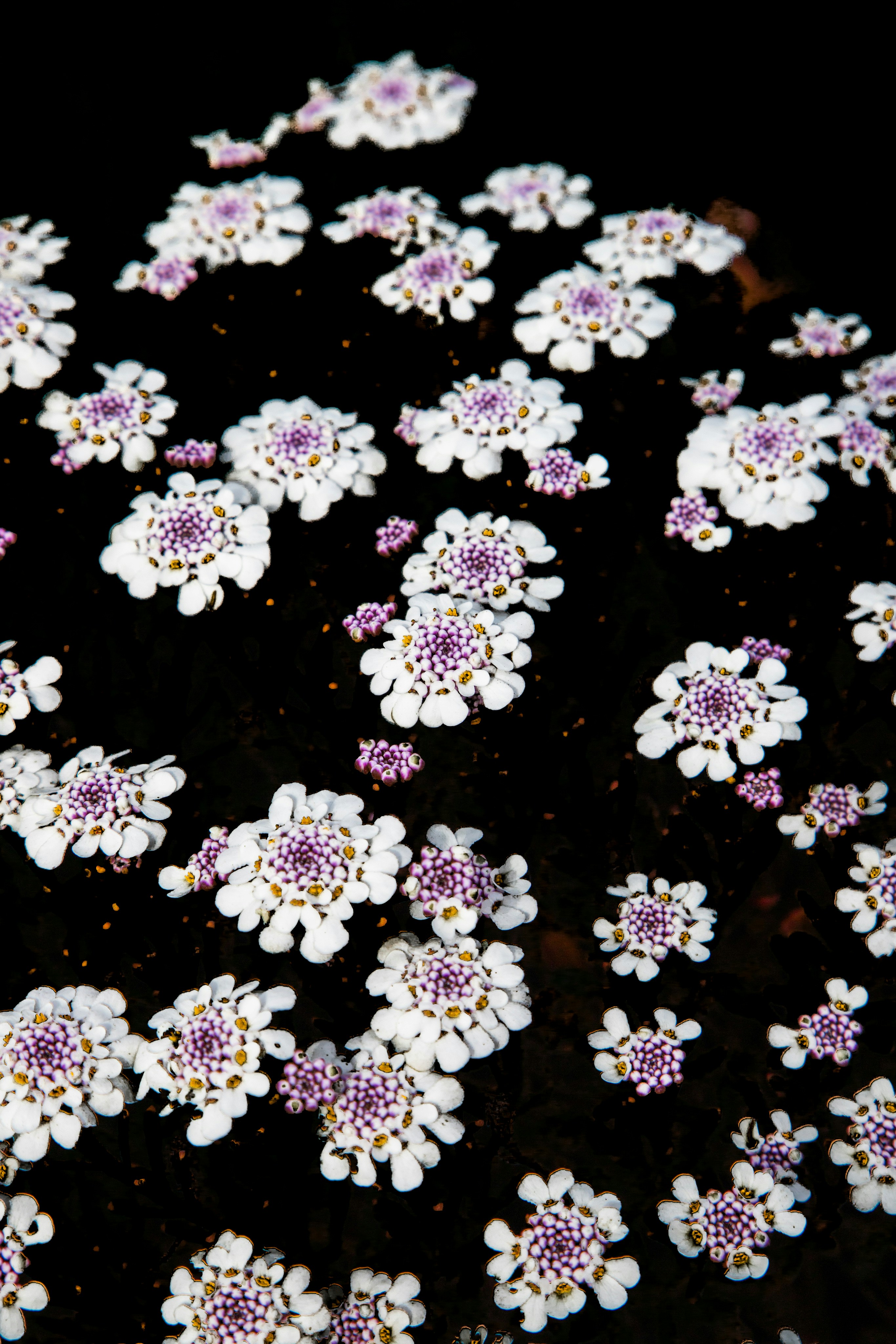 Petals in a Sea of Night: White Florals Roaming a Dark Bed