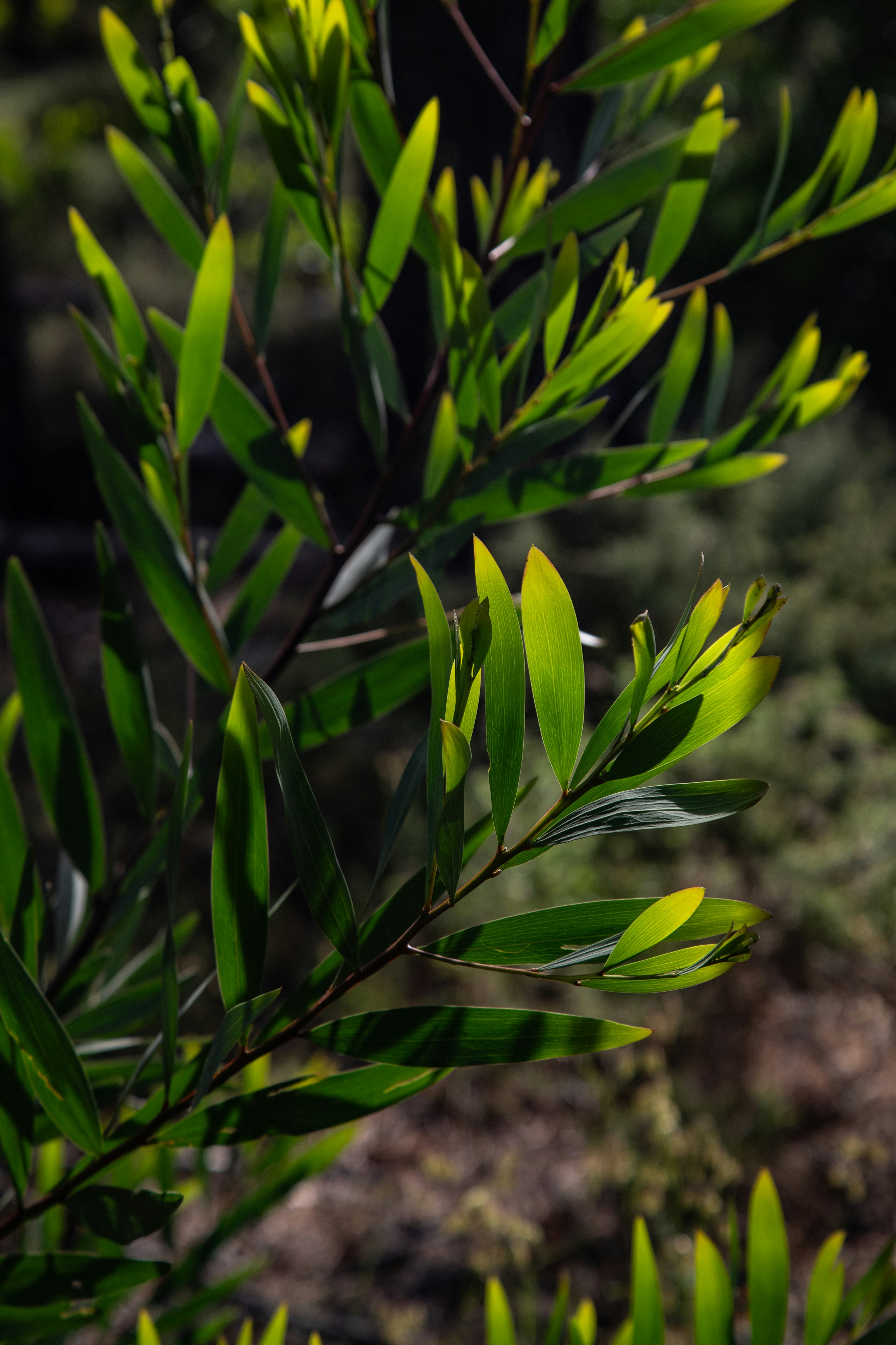 Emerald Sprig in Focus: Sunlit Leaves Cut Through Shadow