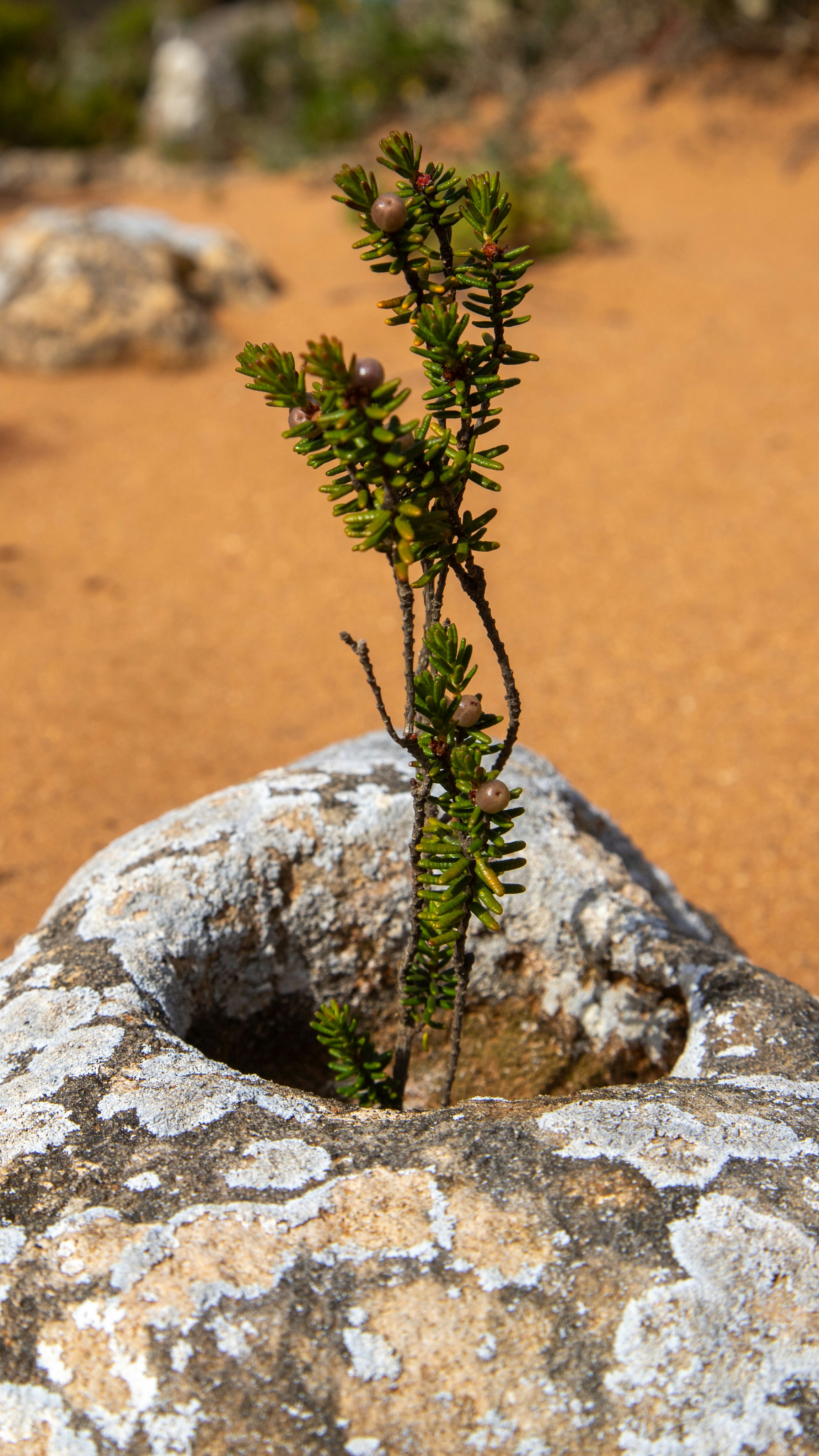 Desert Sprout in a Weathered Stone Keeps
